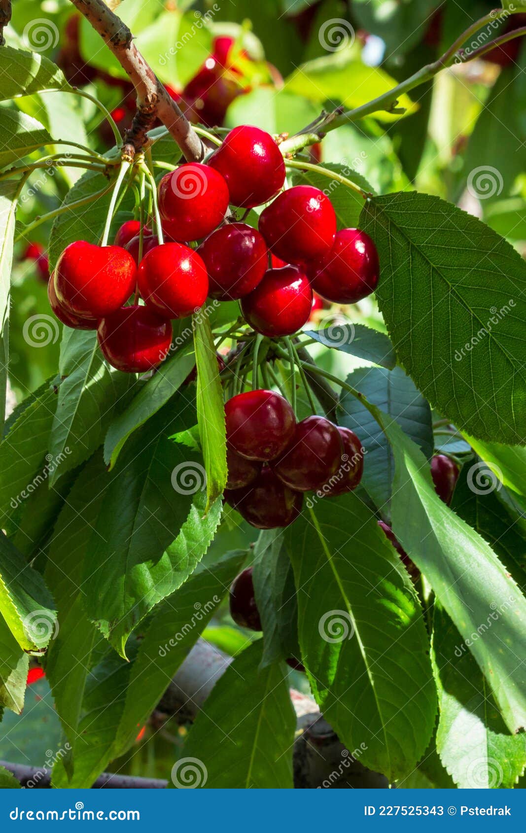 Cluster Of Cherries Royalty-Free Stock Photo | CartoonDealer.com #121332039