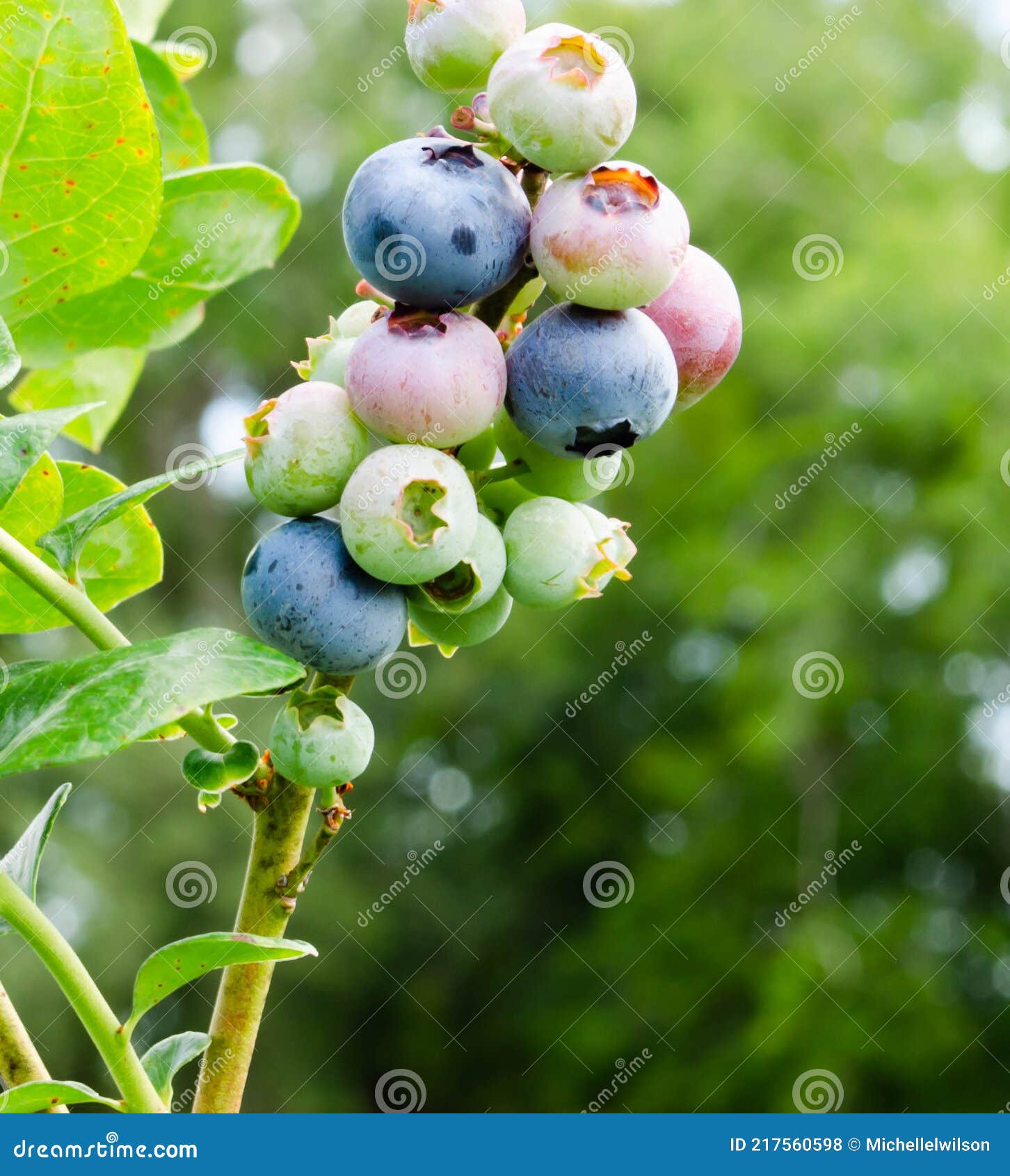 Unripe Blueberries stock photo. Image of blueberries - 217560598