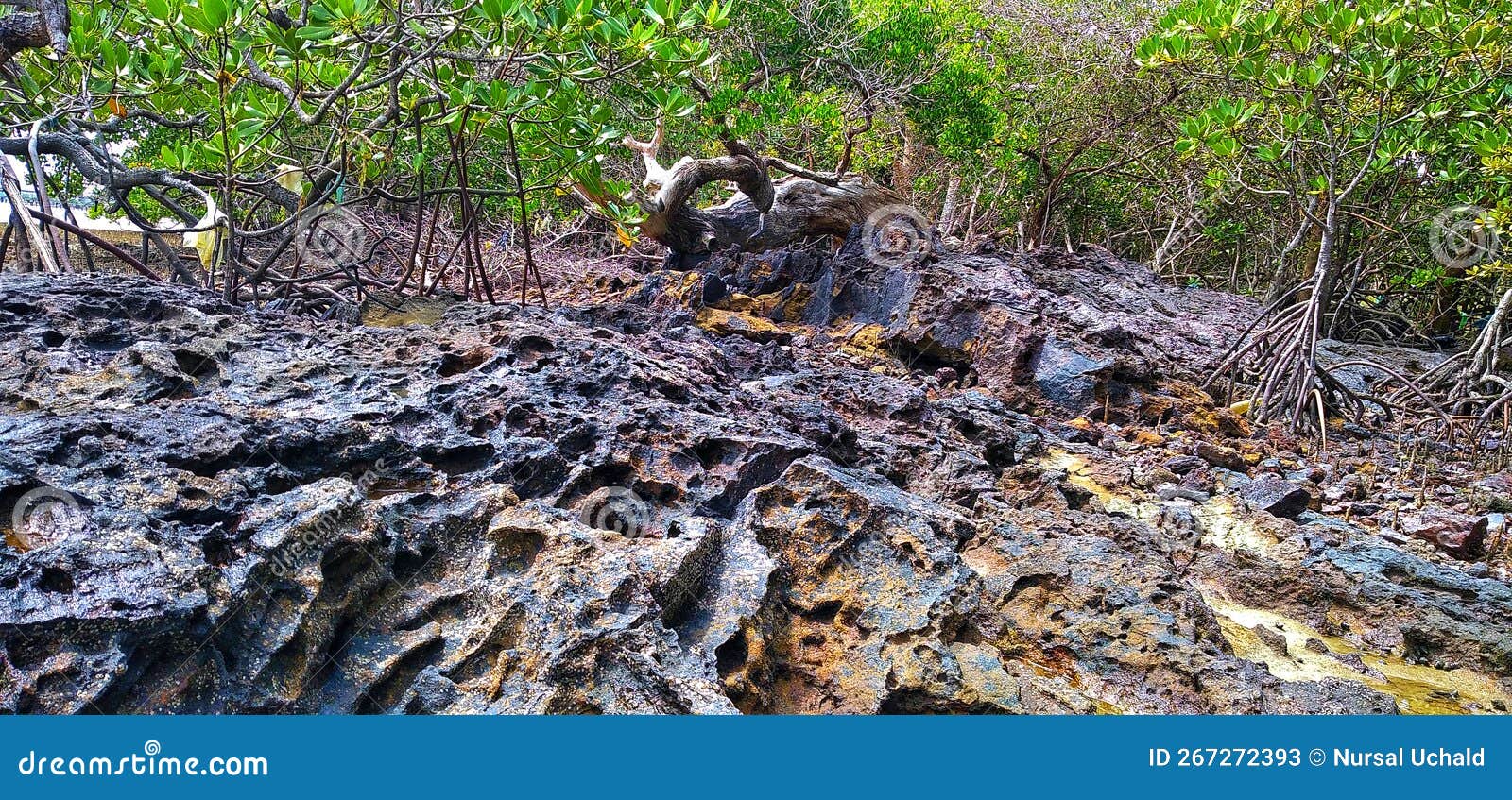 Mangrove And Rocks On Tropical Beach Of Cayo Las Brujas On Carib Stock ...