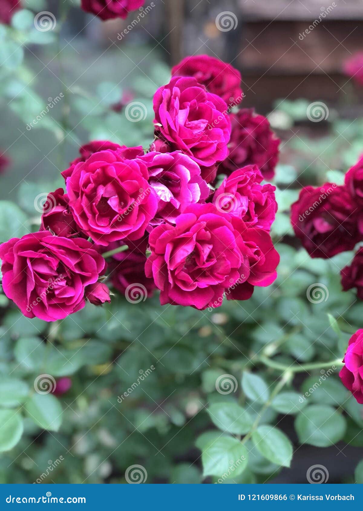 Cluster of Roses stock photo. Image of flowers, floral - 121609866