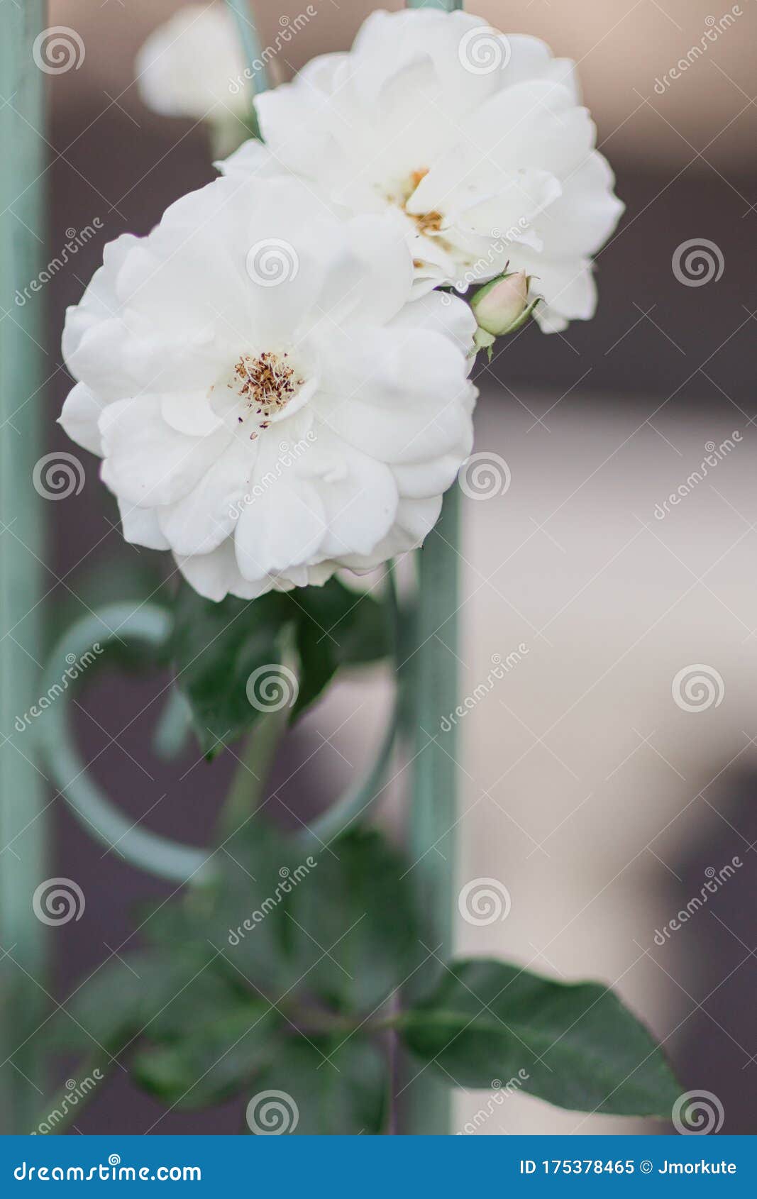 Cluster of Roses on a Bush stock image. Image of rose - 175378465