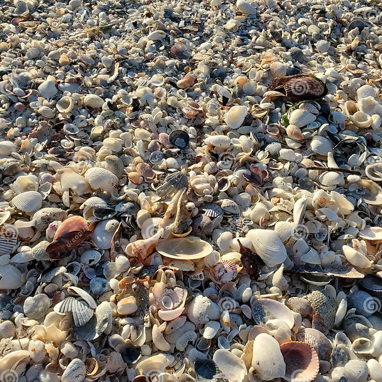 Cluster of Sea Shells at the Beach Stock Photo - Image of ocean, mexico ...
