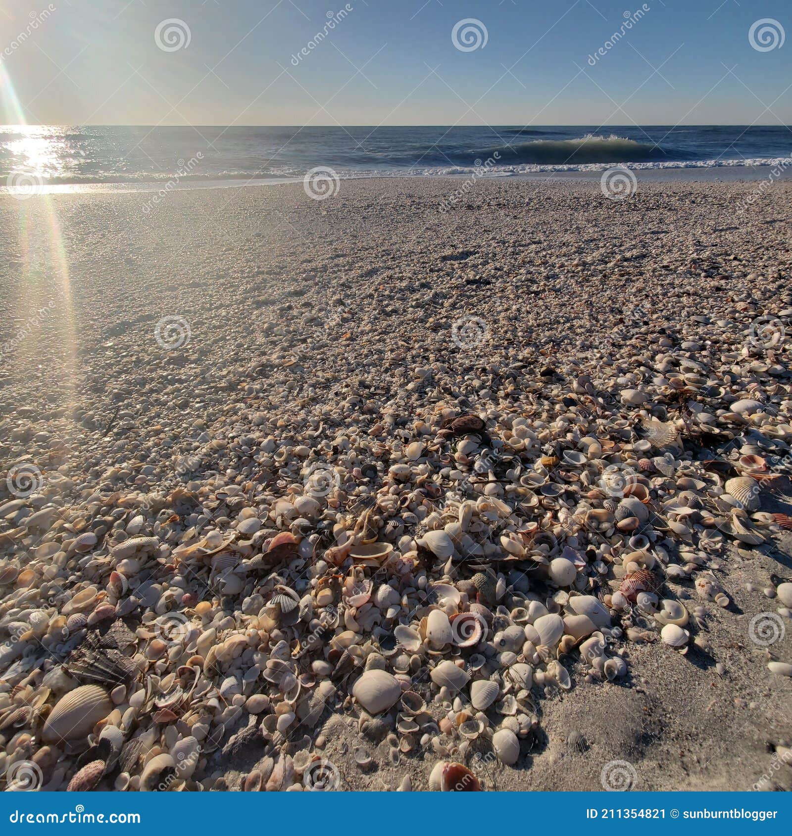Cluster of Sea Shells at the Beach Stock Image - Image of mollusk ...