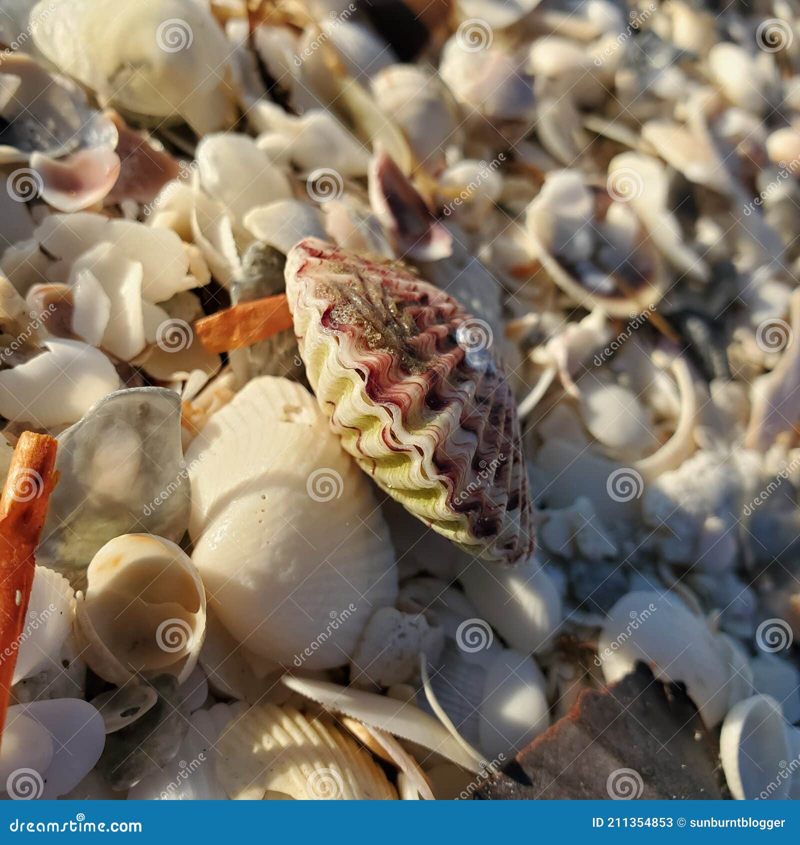 Cluster of Sea Shells at the Beach Stock Image - Image of south, ocean ...