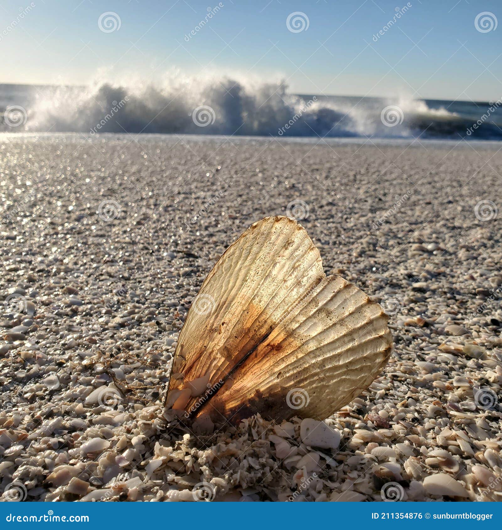 Cluster of Sea Shells at the Beach Stock Photo - Image of shells, conch ...
