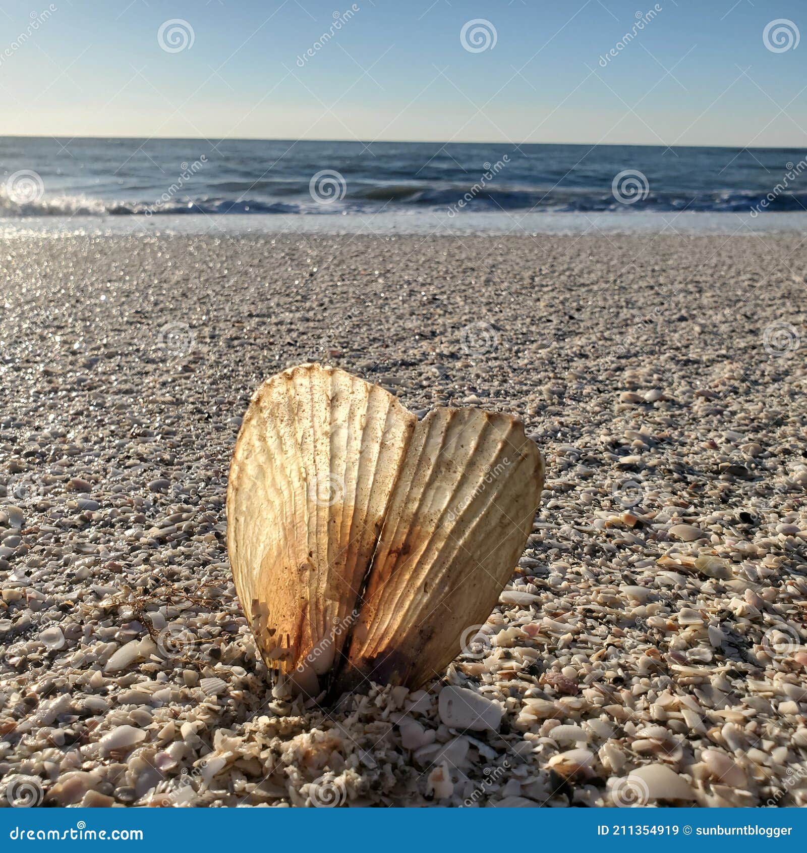 Cluster of Sea Shells at the Beach Stock Image - Image of shells ...