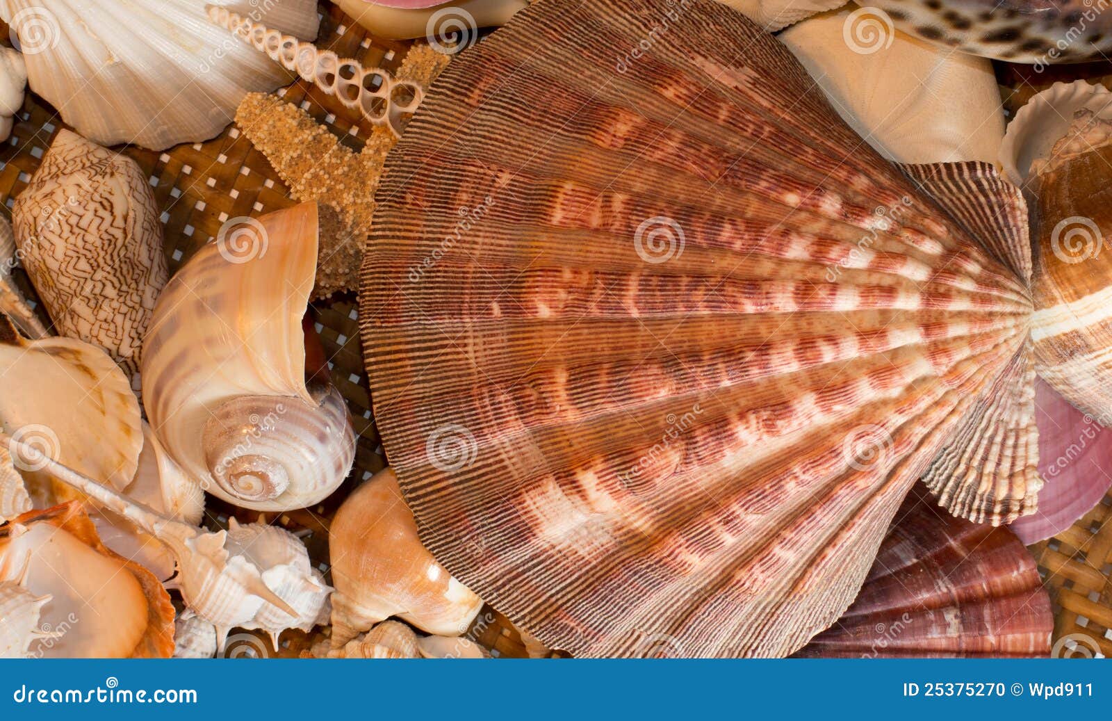 Cluster of Seashells stock photo. Image of globe, buoy - 25375270
