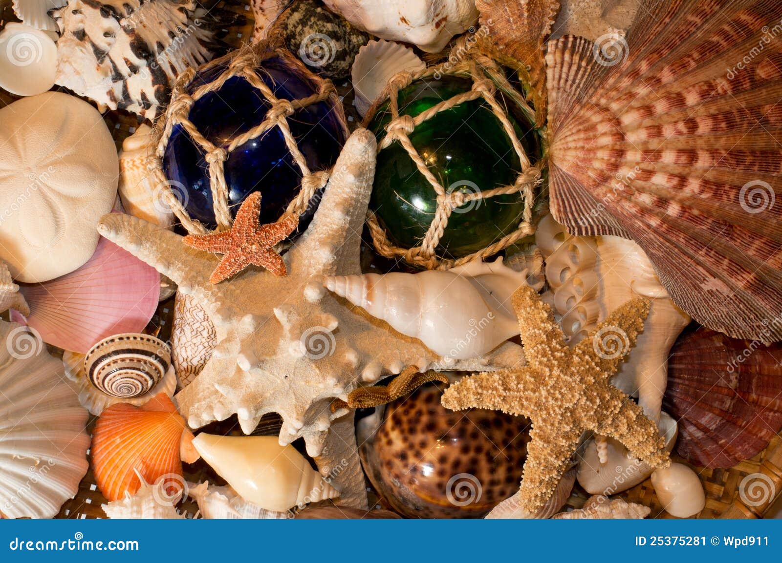 Cluster of Seashells stock image. Image of starfish, fish - 25375281