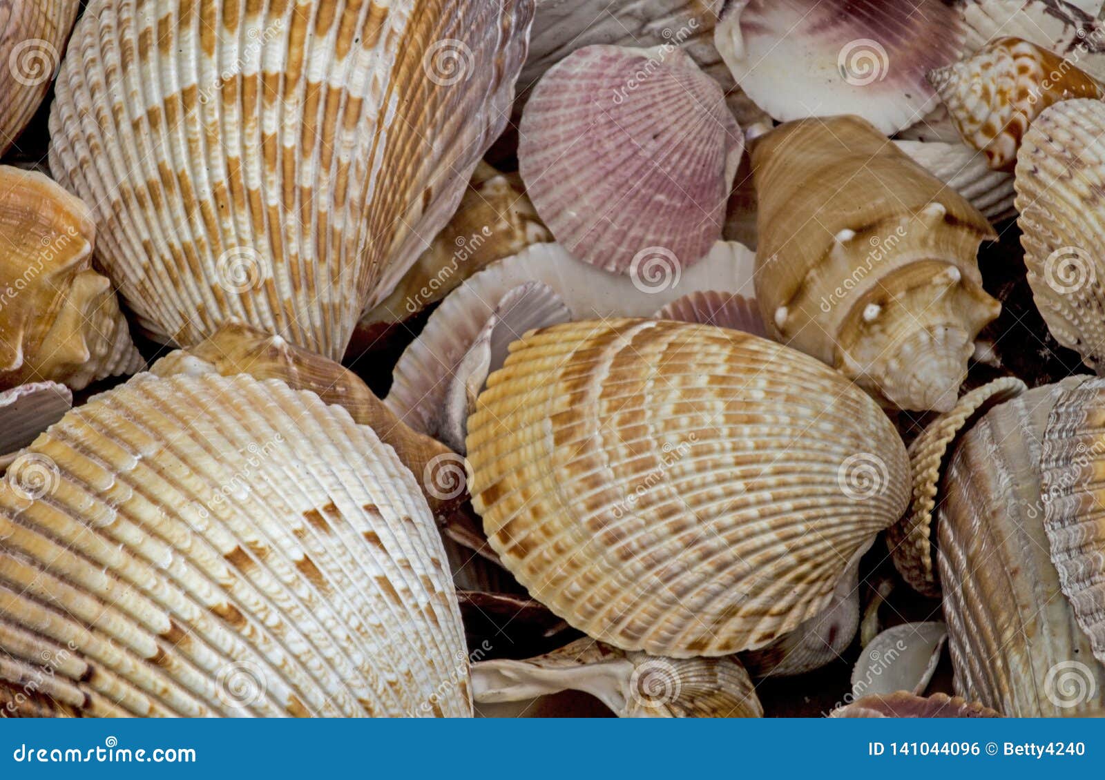 A Cluster of Seashells Piled Together for Decorations. Stock Photo ...