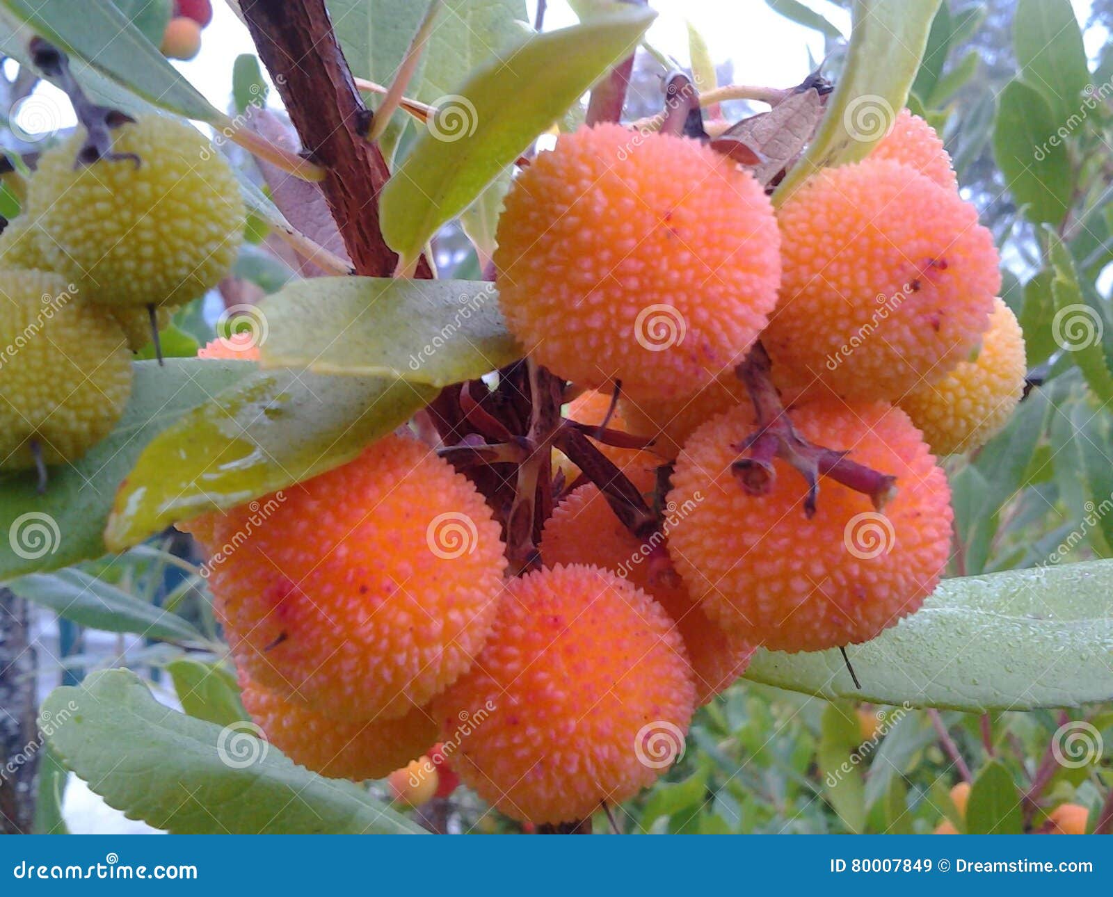 Cluster of seed pods stock image. Image of prickley, golden - 80007849