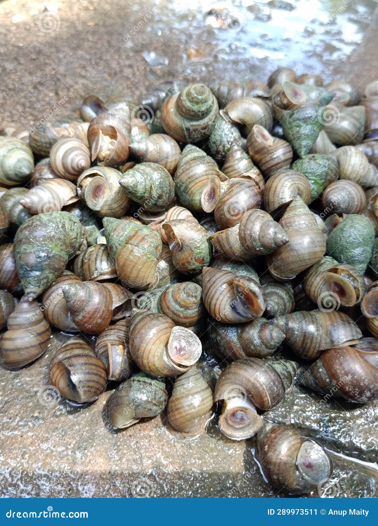 Cluster of Shells of the Dead Snails on the Bottom Stock Image - Image ...