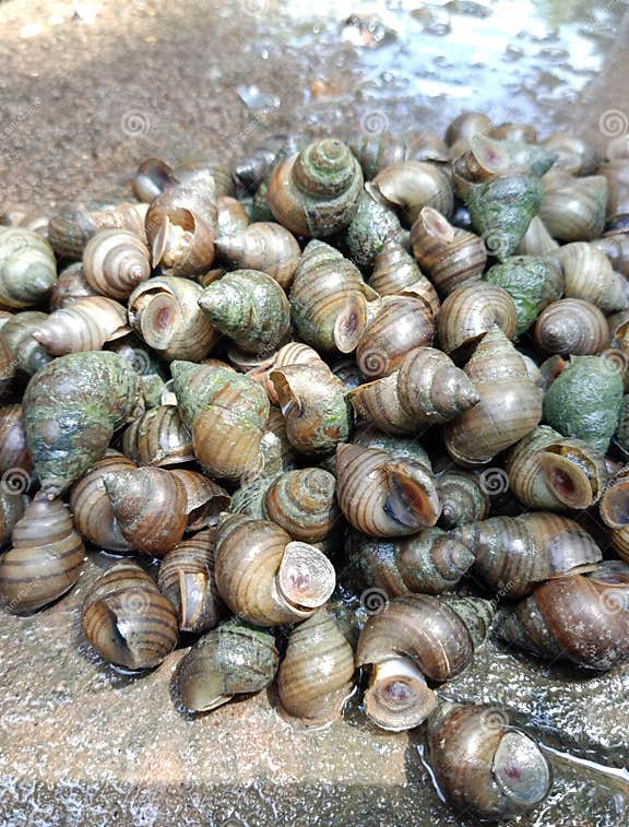 Cluster of Shells of the Dead Snails on the Bottom Stock Image - Image ...