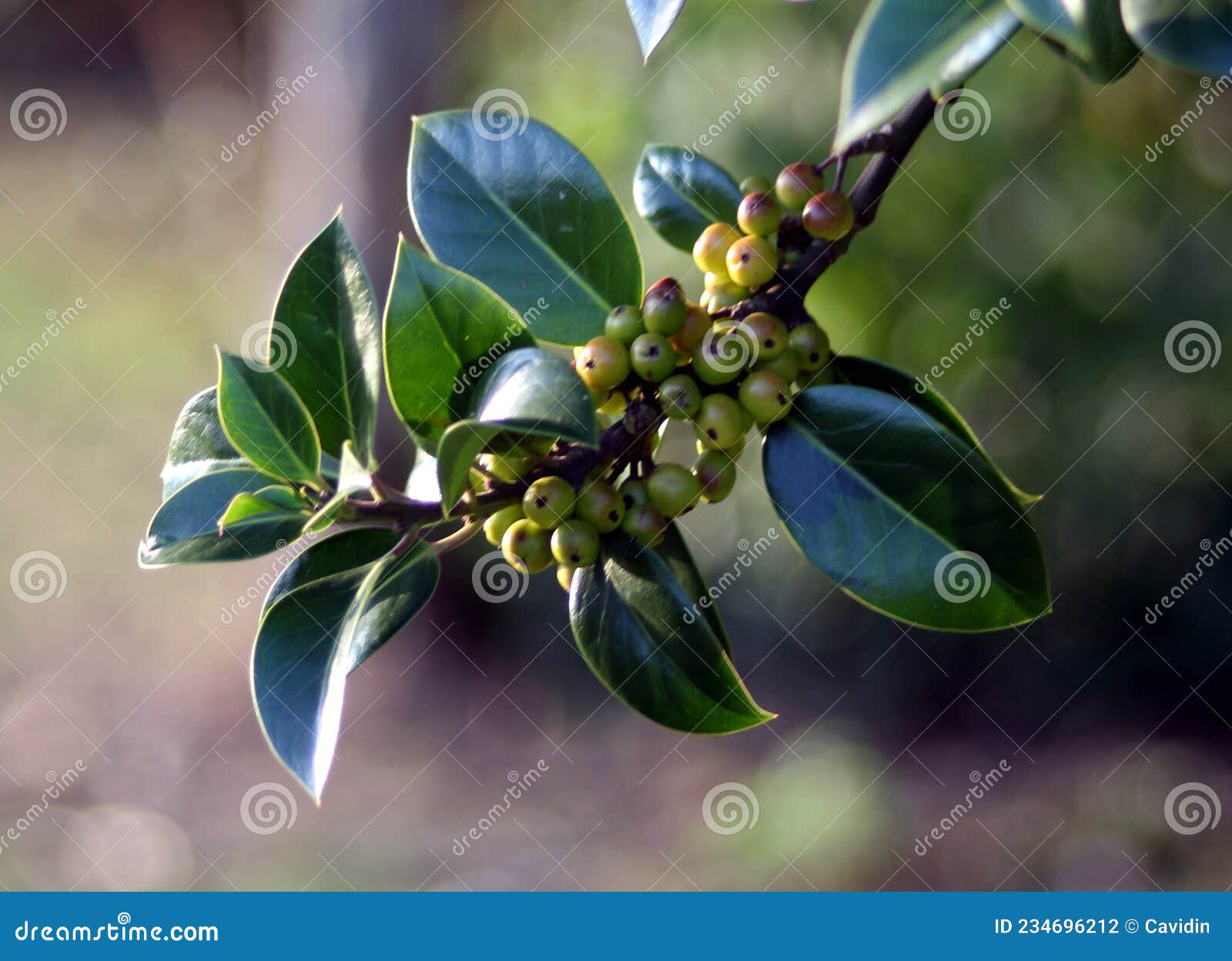 Cluster of Small Green Berries, with Blurred Background. Stock Photo ...