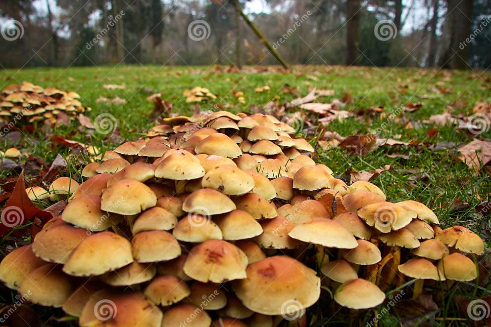 Cluster of Small Orange Colored Mushrooms Growing on the Grass Stock ...