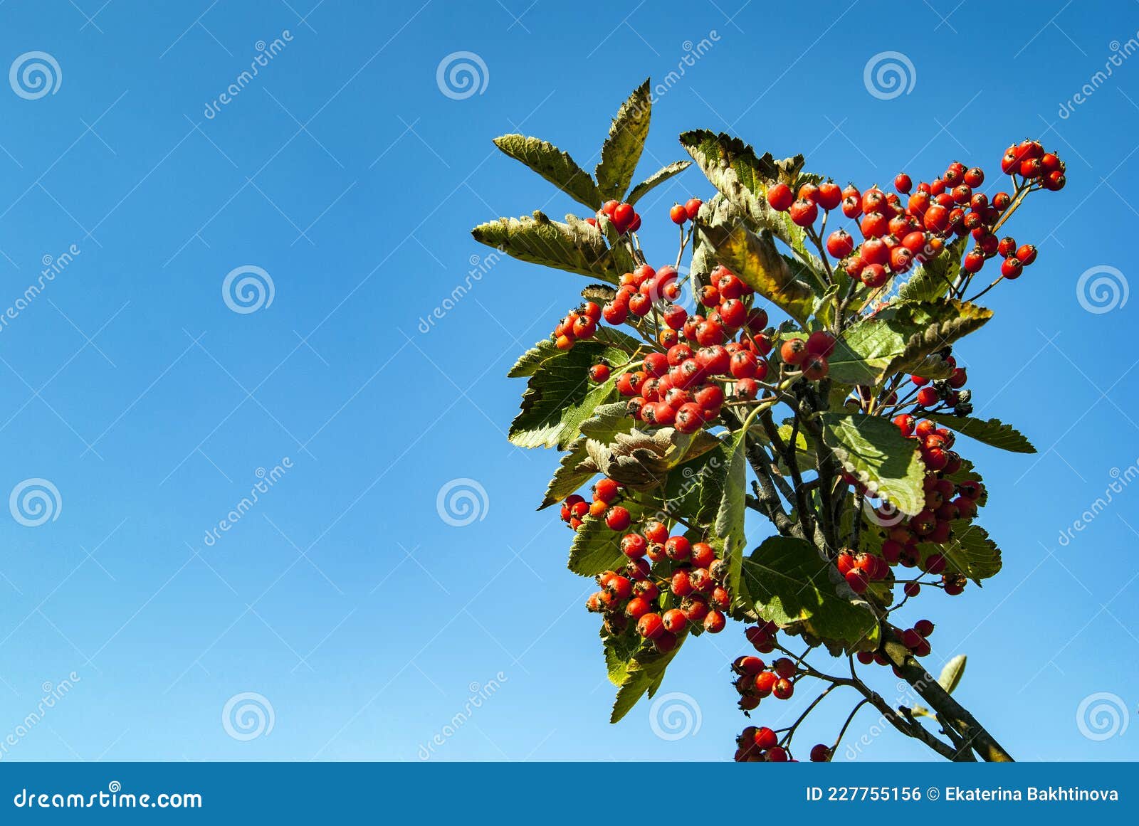 Cluster of Small Red Berries on a Tree Stock Photo - Image of ...