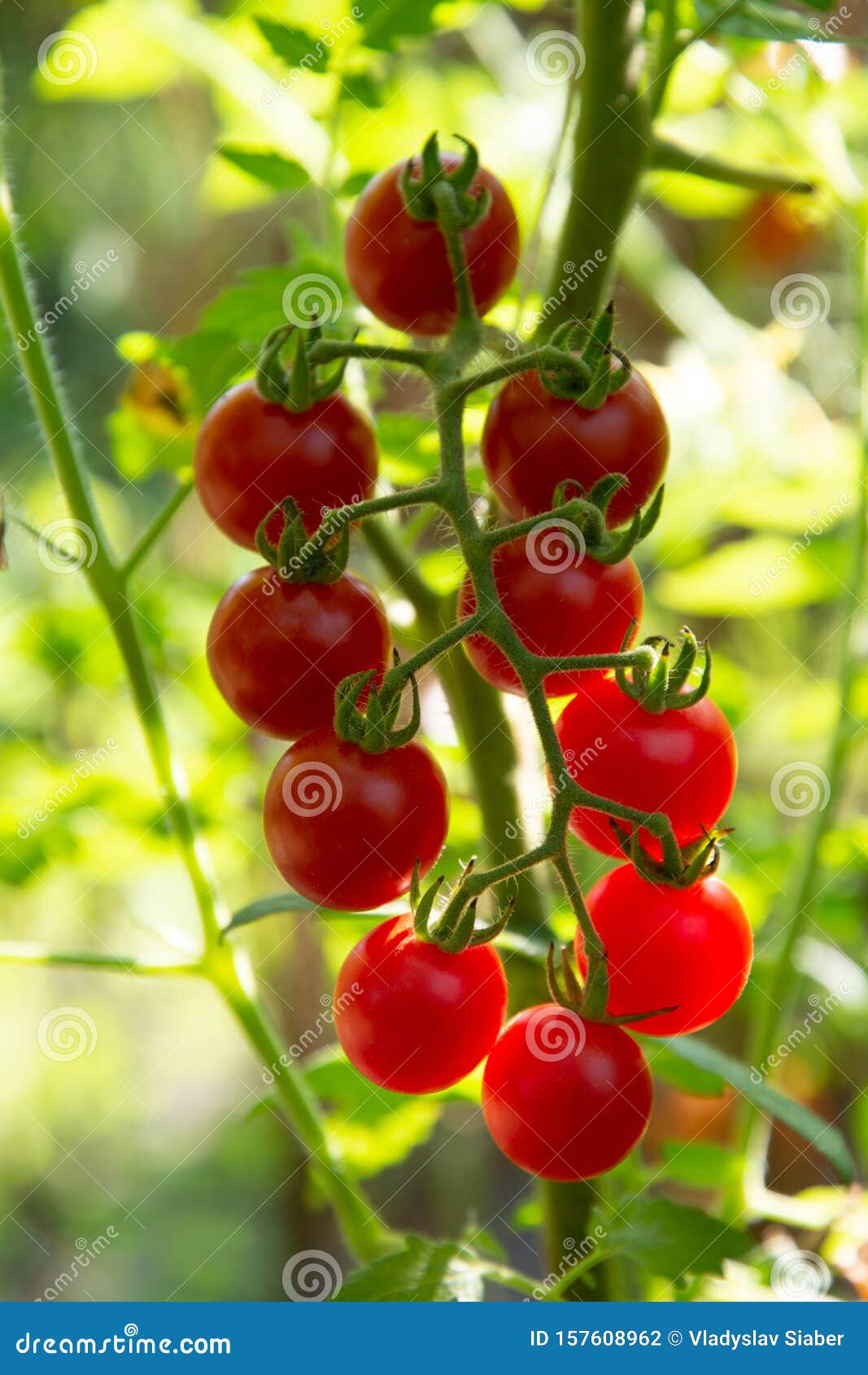 Cluster of Small Round Red Tomatoes on the Stem Stock Photo - Image of ...