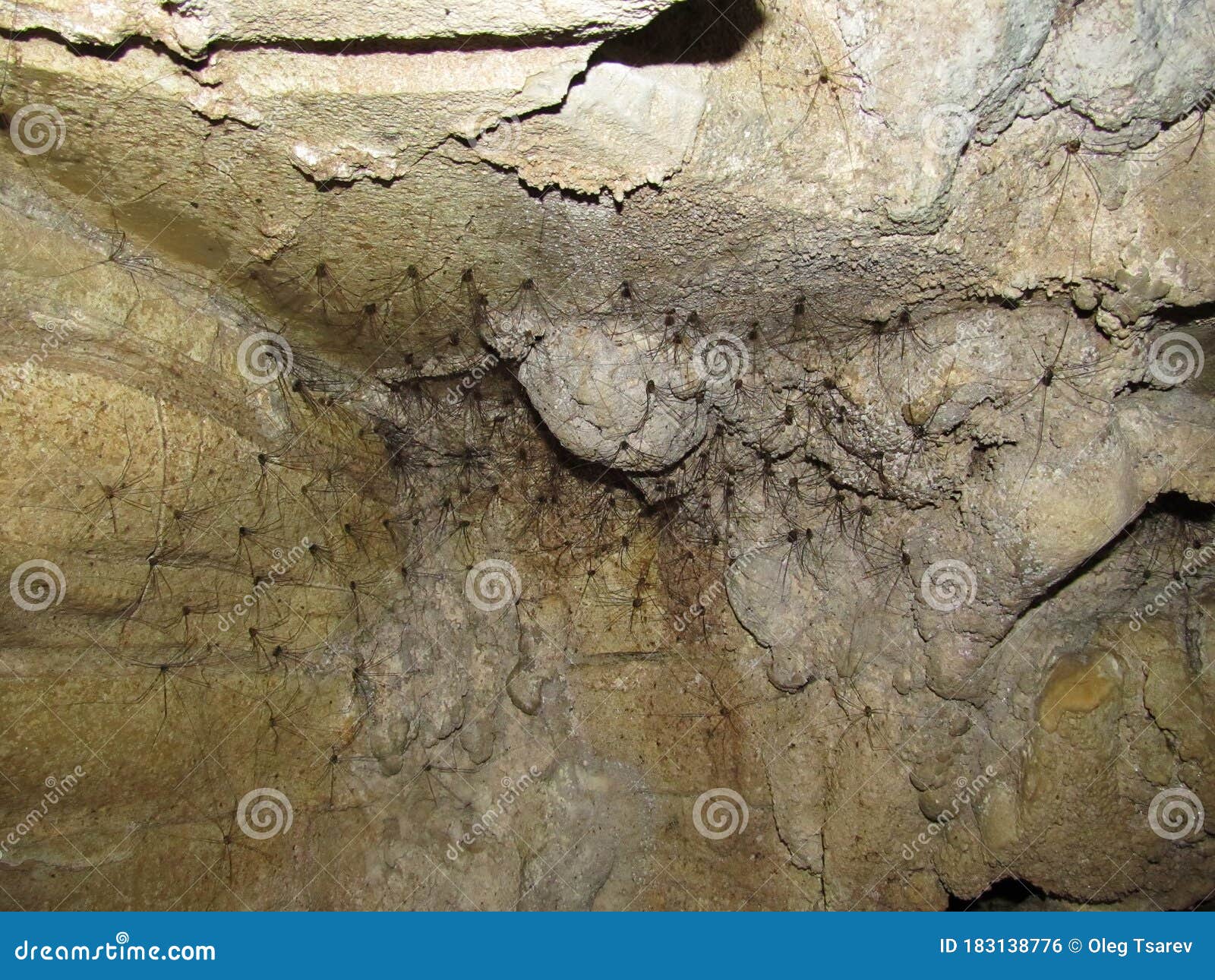 A Cluster of Spiders in a Cave Stock Photo - Image of little, spider ...