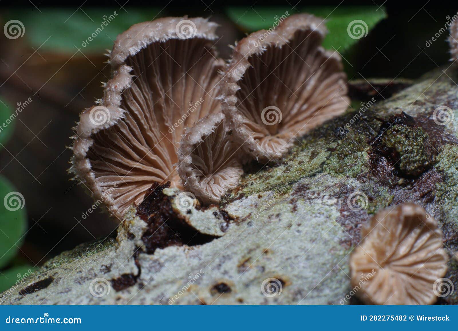 Cluster of Splitgill Mushrooms (Schizophyllum Commune) Growing on a ...