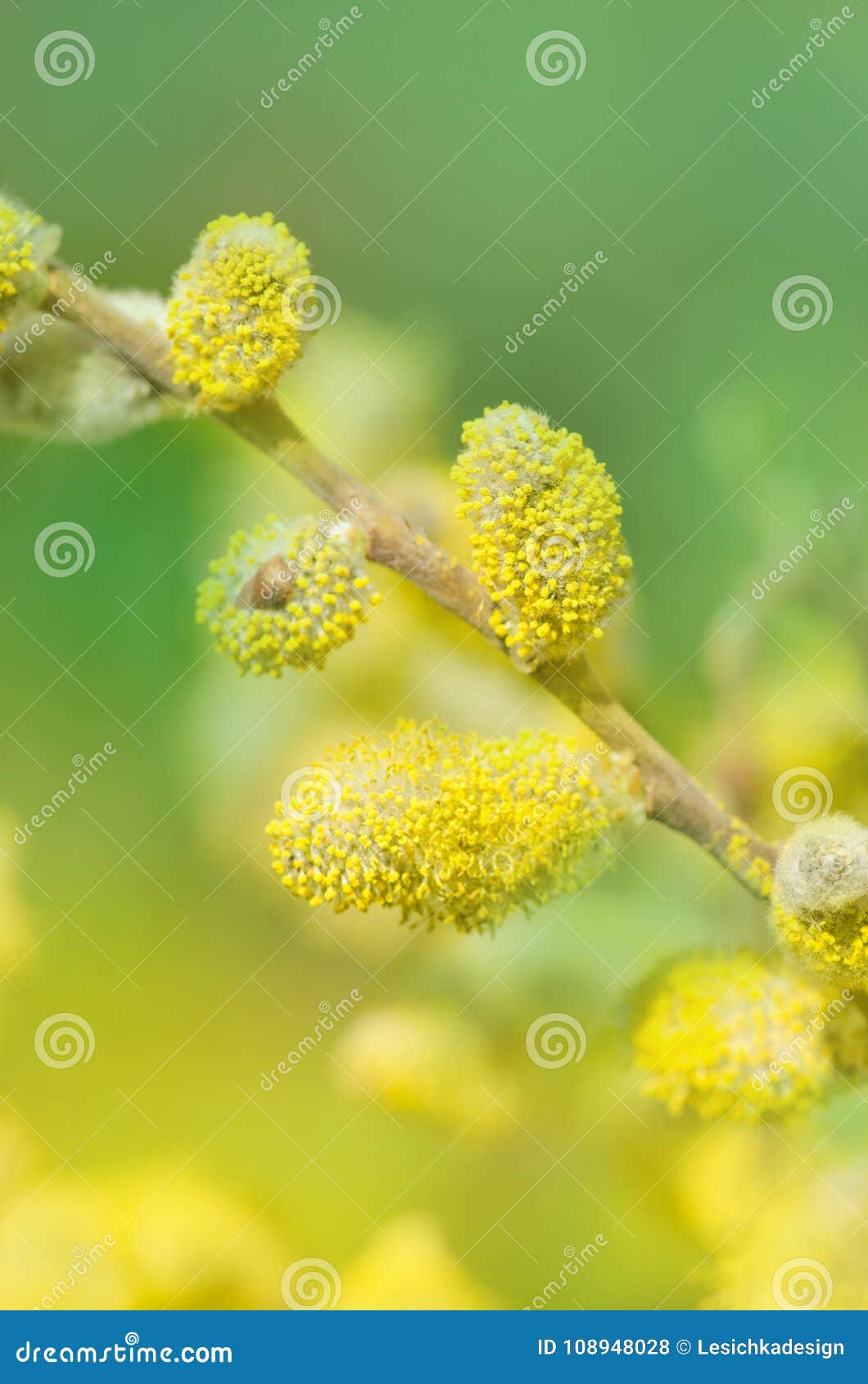 Spring Flowering Branches of Willow Stock Photo - Image of flora, life ...