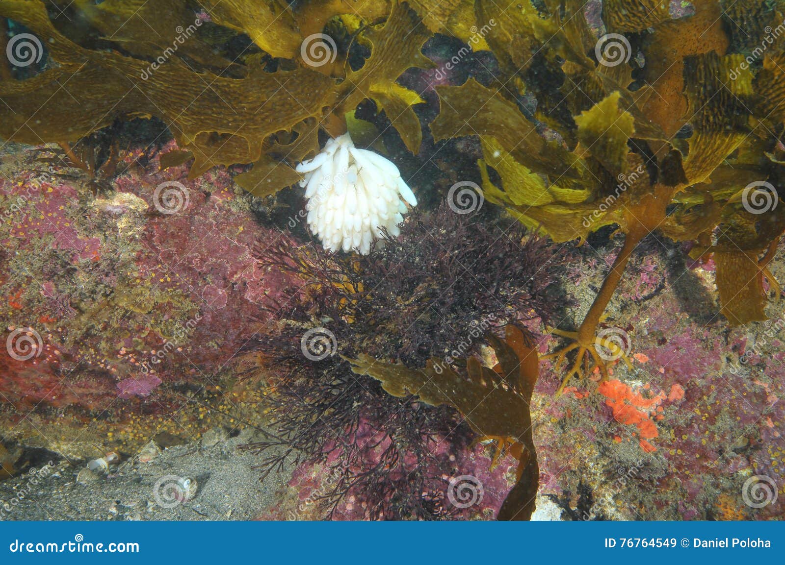 Cluster of Squid Eggs among Kelp Stock Image - Image of underwater ...