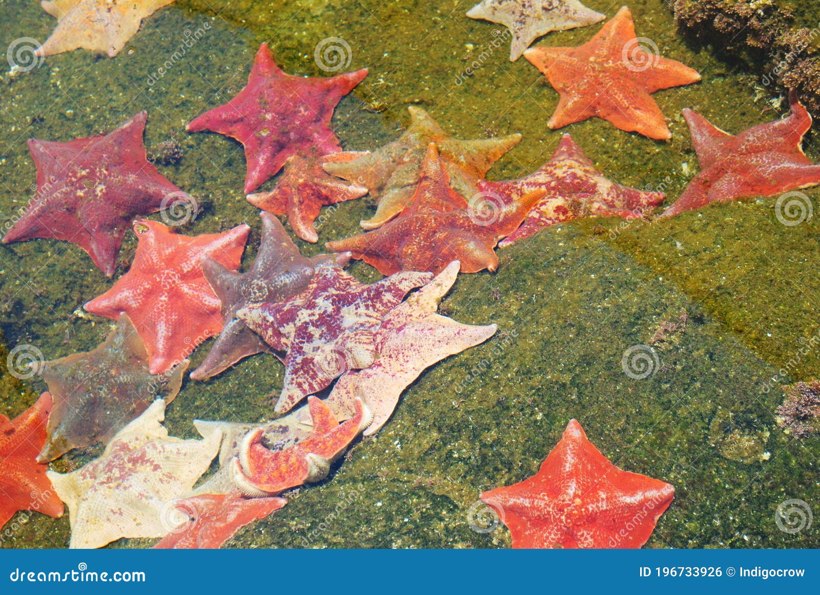 Star Fish Clustter stock photo. Image of water, stars - 196733926