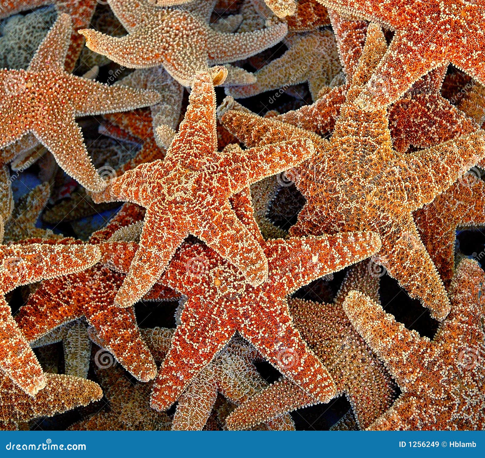 Cluster of starfish stock image. Image of nature, nautical - 1256249