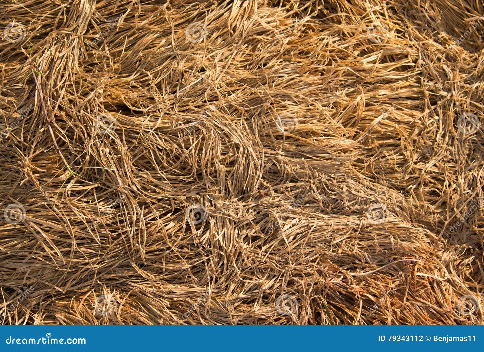 Cluster straw, truss straw stock photo. Image of botanic - 79343112