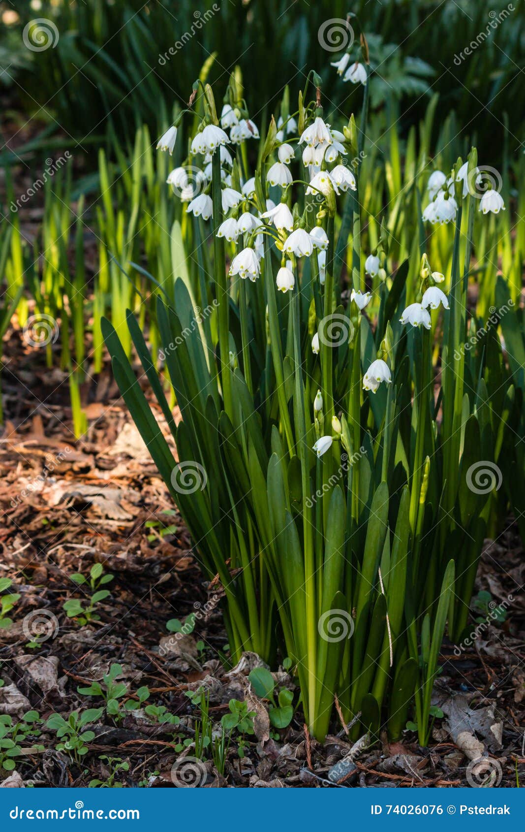 Summer Snowflake Or Loddon Lily - Leucojum Aestivum, Norfolk, England ...