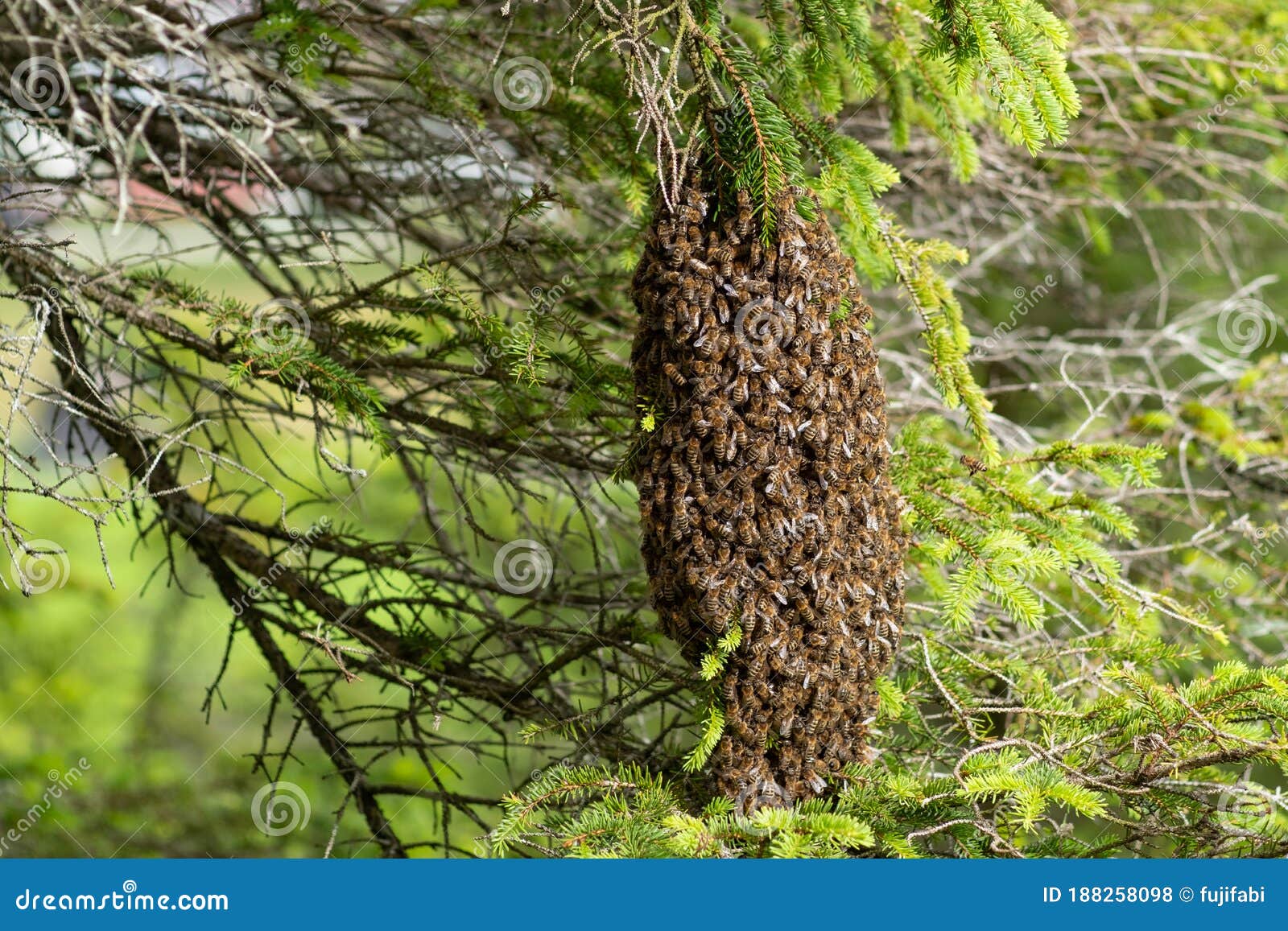 Swarming Bees. Formation Of A New Colony Bees On A Branch Of A Black ...