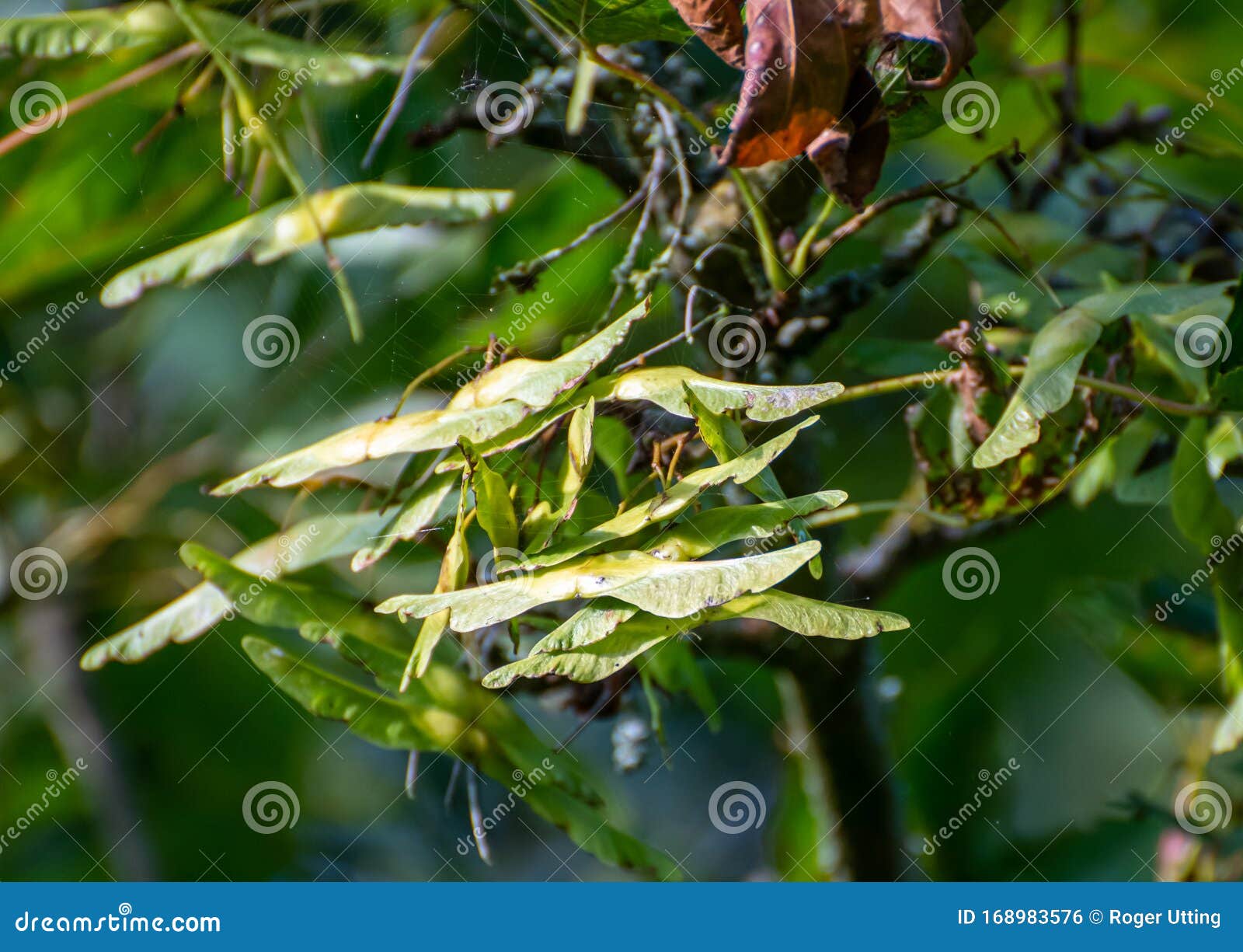 Sycamore seeds on the tree stock photo. Image of samara - 168983576
