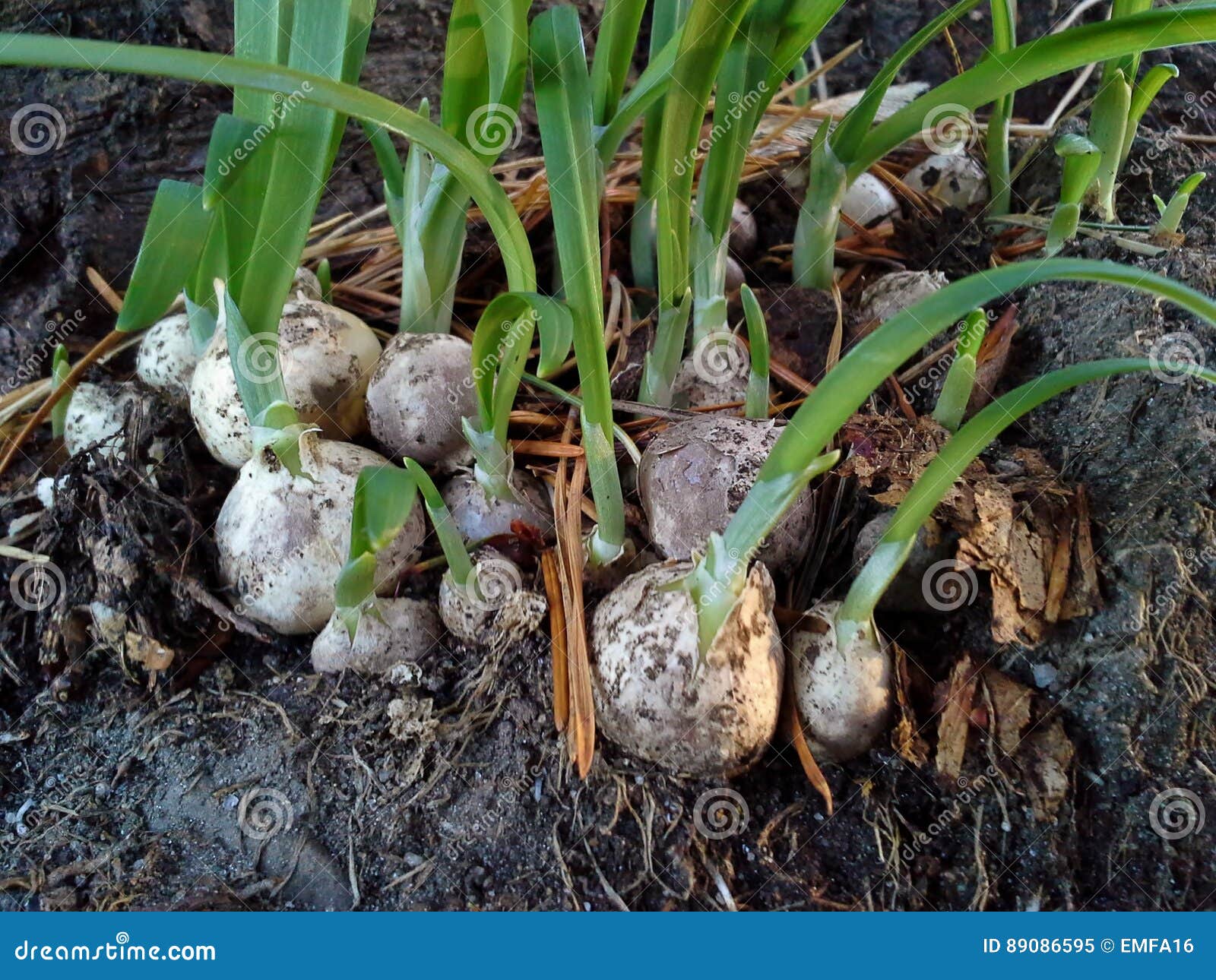 Cluster of Three-cornered Garlic Bulbs Stock Image - Image of ...
