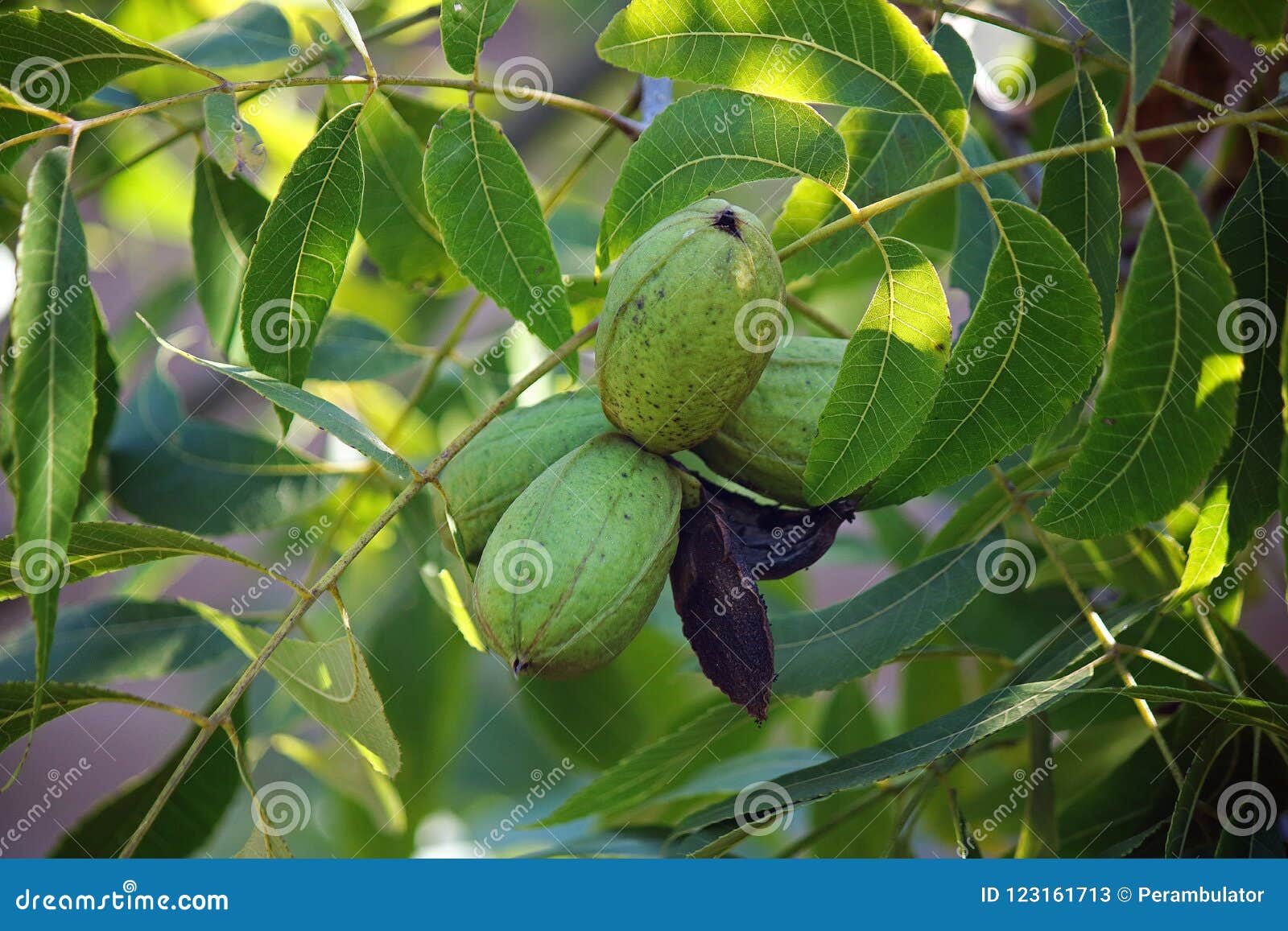 A CLUSTER of THREE RIPE PECAN NUTS in HUSKS and REMNANTS of OLD HUSKS ...