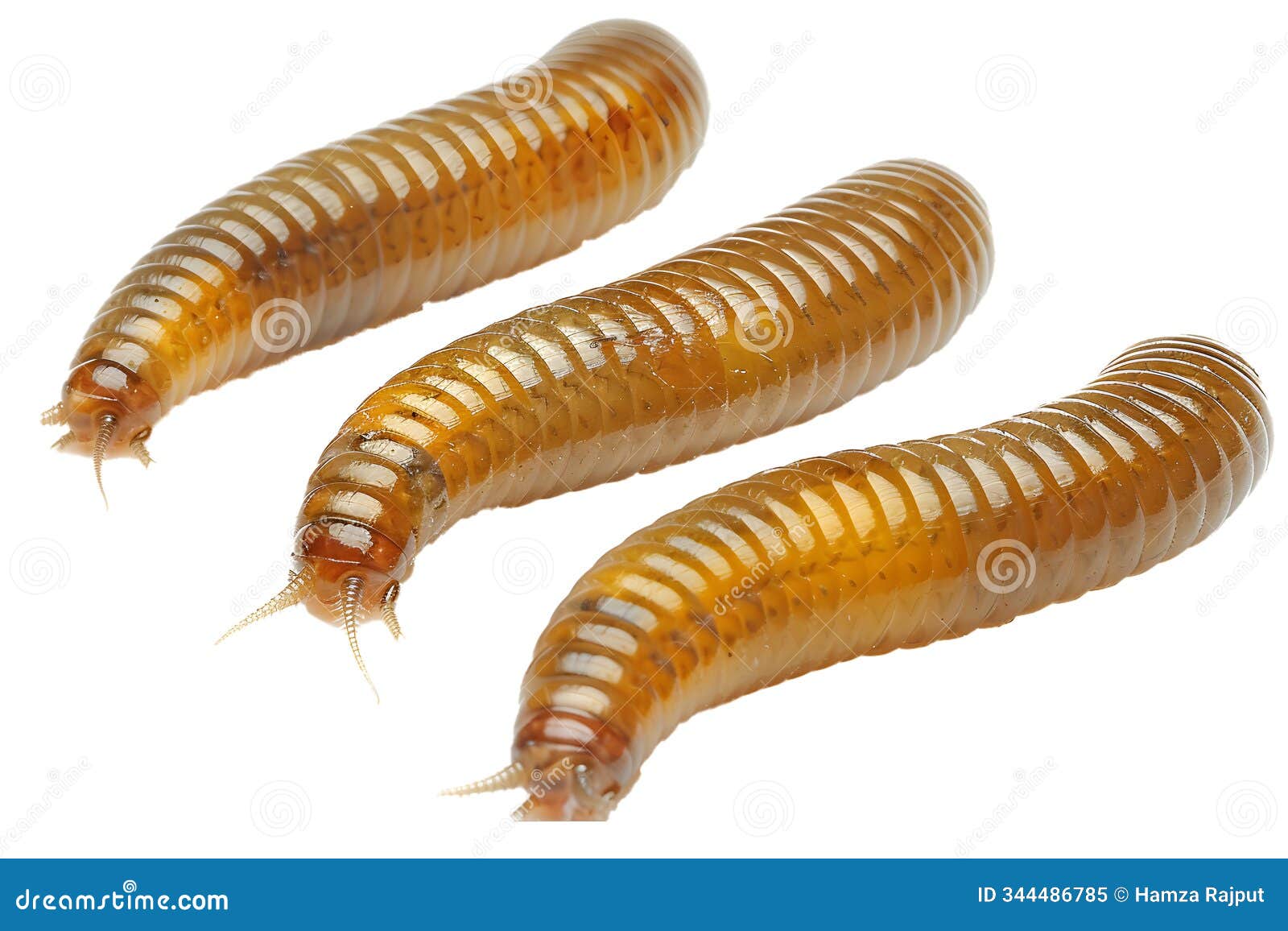 A Cluster of Three Worms Sitting Together on a Surface, Possibly in ...