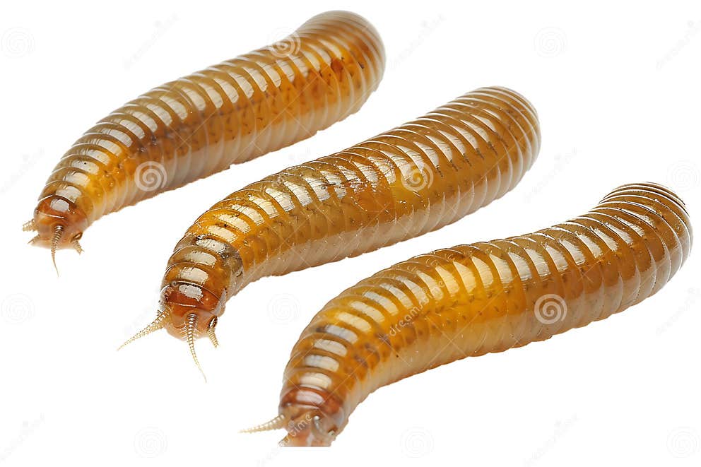 A Cluster of Three Worms Sitting Together on a Surface, Possibly in ...
