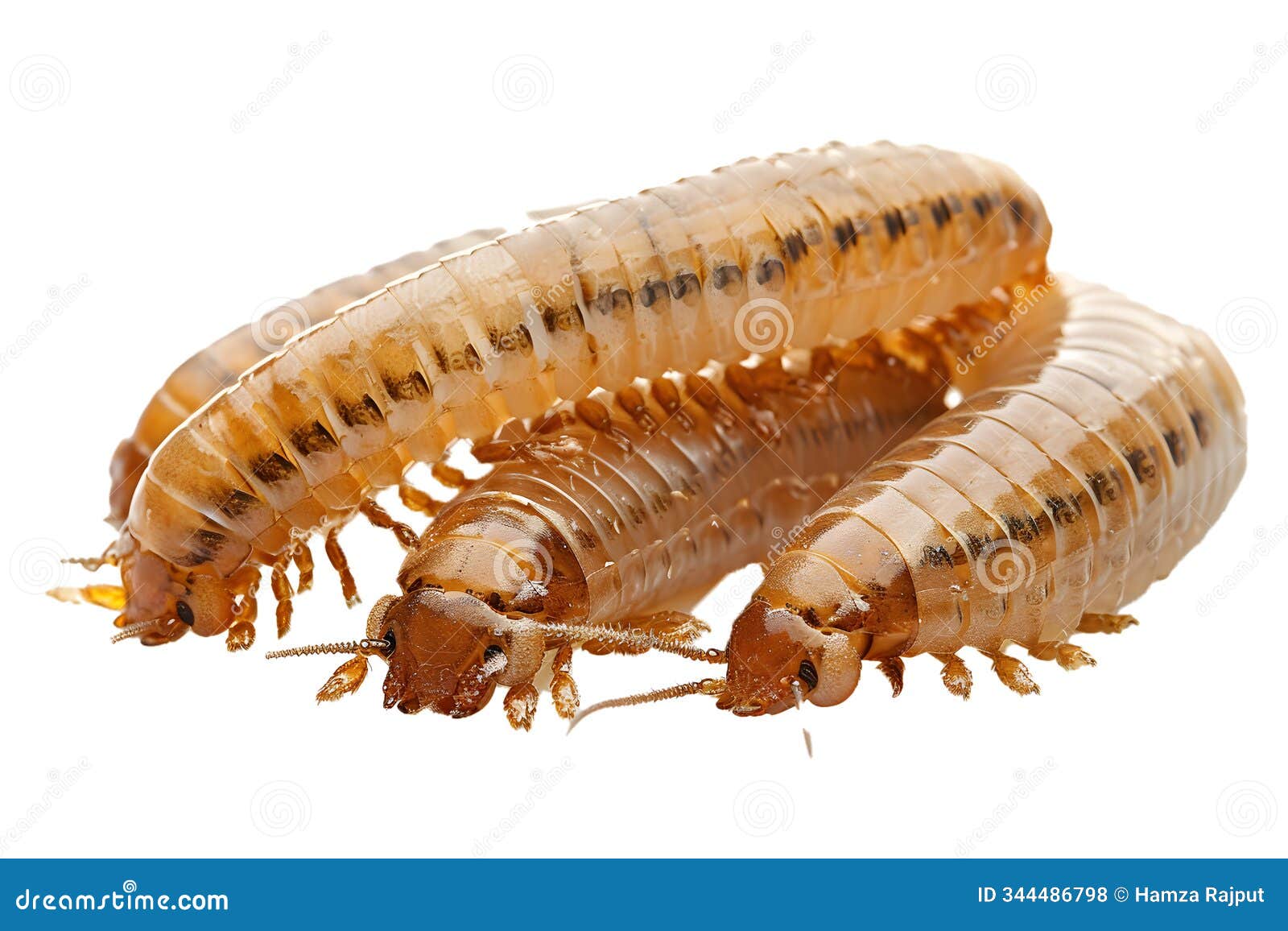 A Cluster of Three Worms Sitting Together on a Surface, Possibly in ...