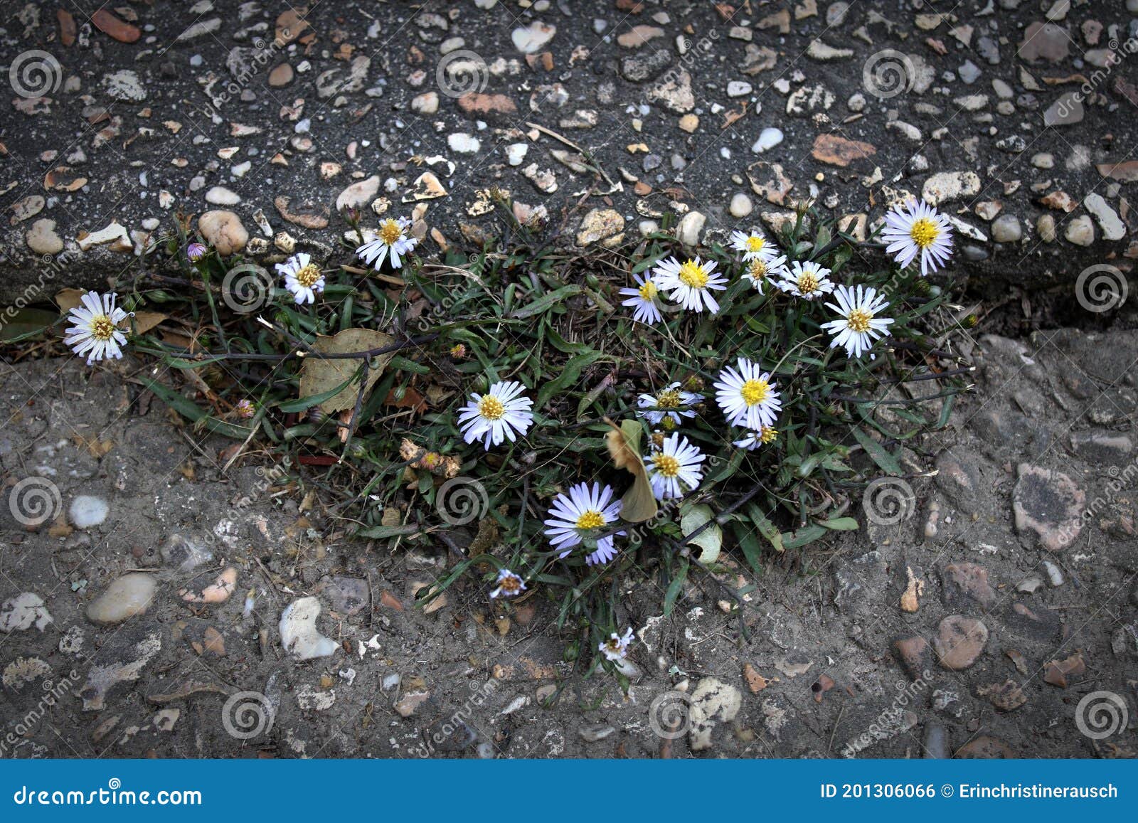 Tiny Daisies Have Grown through the Pavement Stock Photo - Image of ...