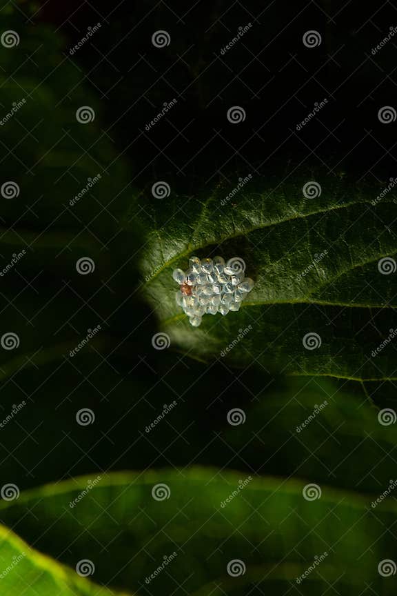 A Cluster of Insect Eggs on a Leaf. Stock Photo - Image of cocoon ...