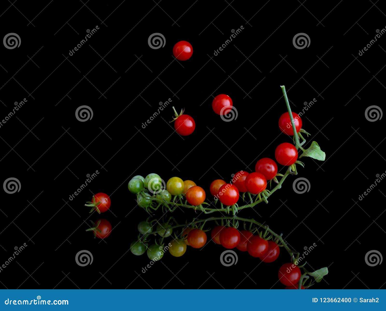 Cluster of Tiny Red Currant Tomatoes on Vine , Solanum Pimpinellifolium ...