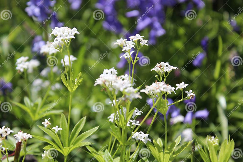 Cluster of Tiny White Flowers Bloom on Vine Stock Image - Image of ...
