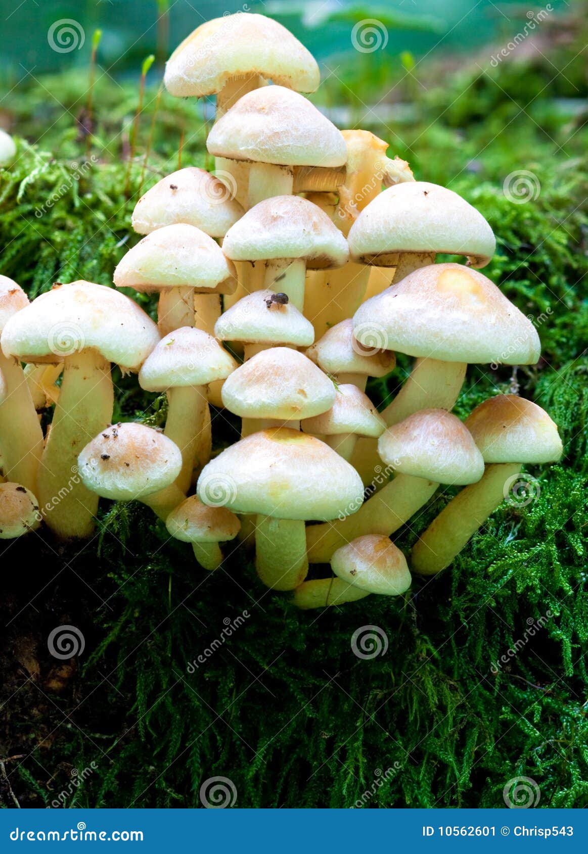 Cluster of Toadstools stock image. Image of fungus, toadstool - 10562601