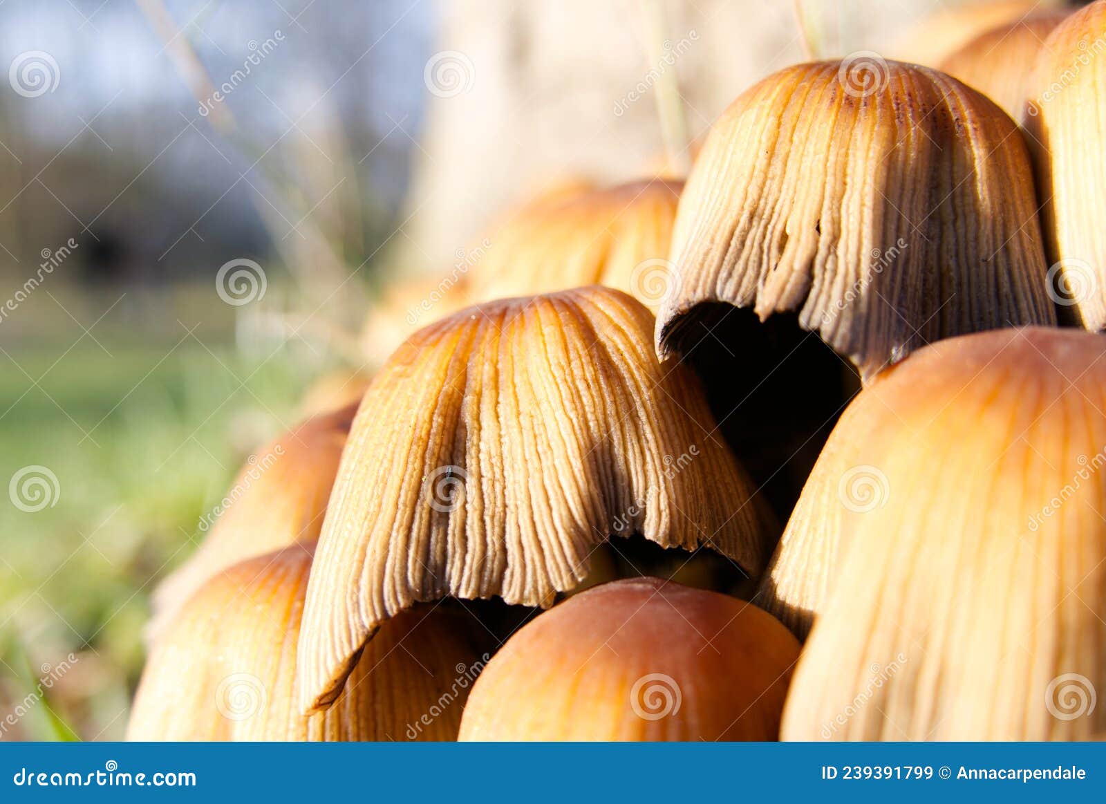 Cluster of Toadstools Growing at the Bottom of a Tree Stump Stock Image ...