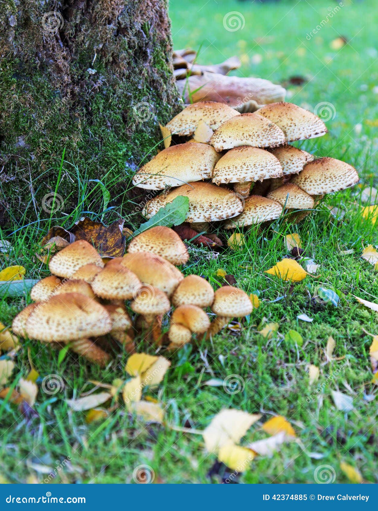 A Cluster of Toadstools Round a Tree Trunk Stock Image - Image of area ...