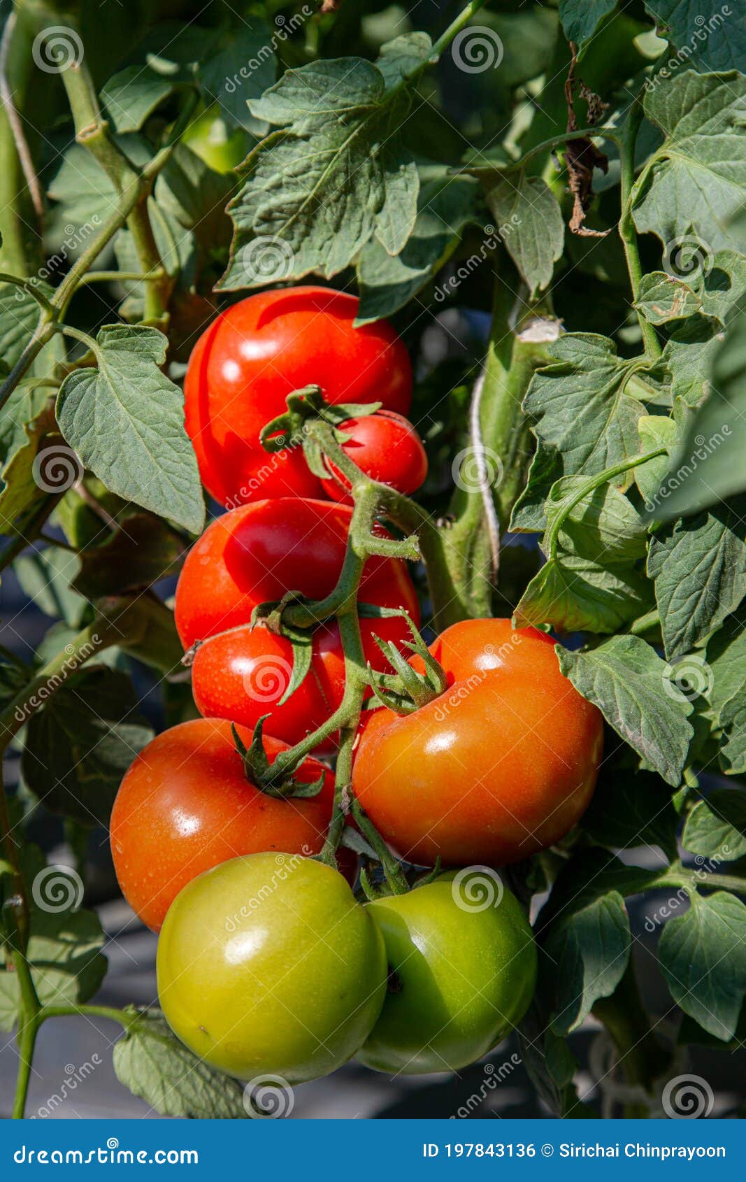 Cluster tomato stock photo. Image of vegetarian, harvest - 197843136