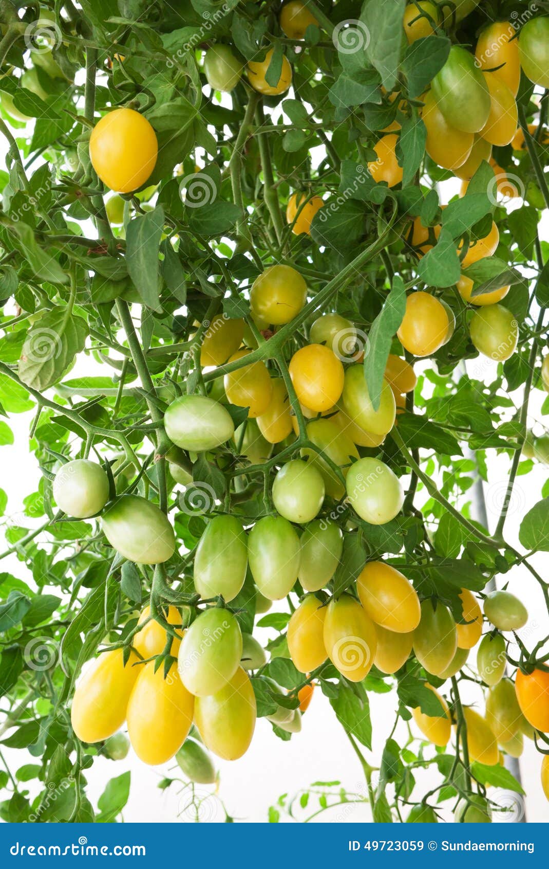 Flower Cluster Of Tomato Is Known As at Paul Boldt blog