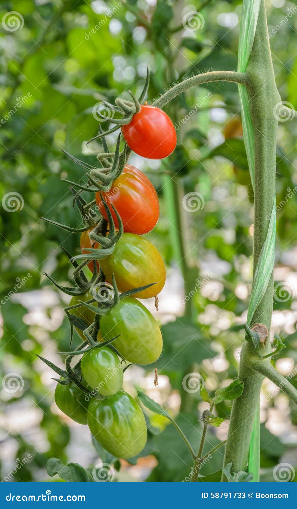A cluster of tomatoes stock image. Image of stem, garden - 58791733