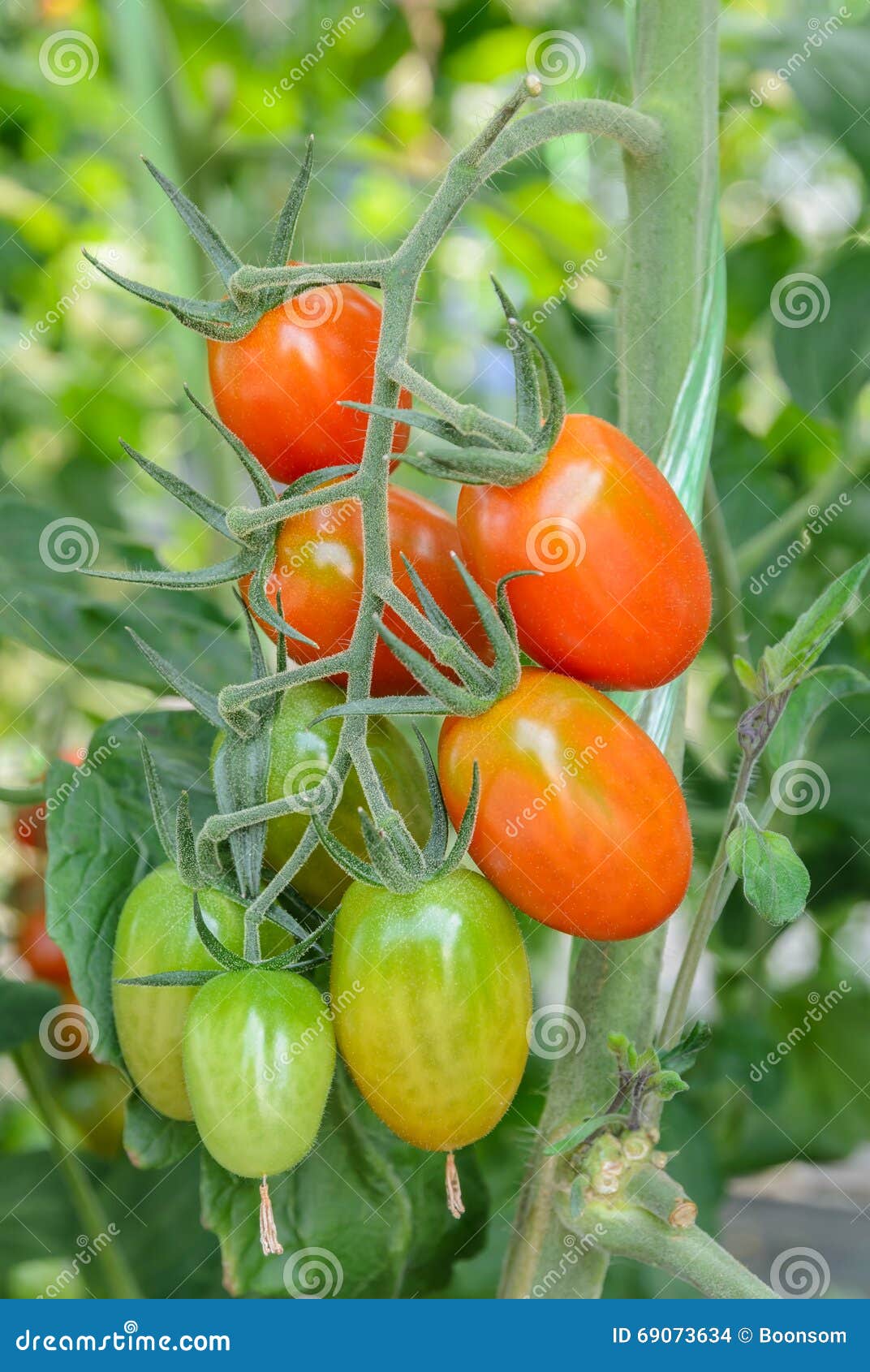 A cluster of tomatoes stock photo. Image of branch, vine - 69073634