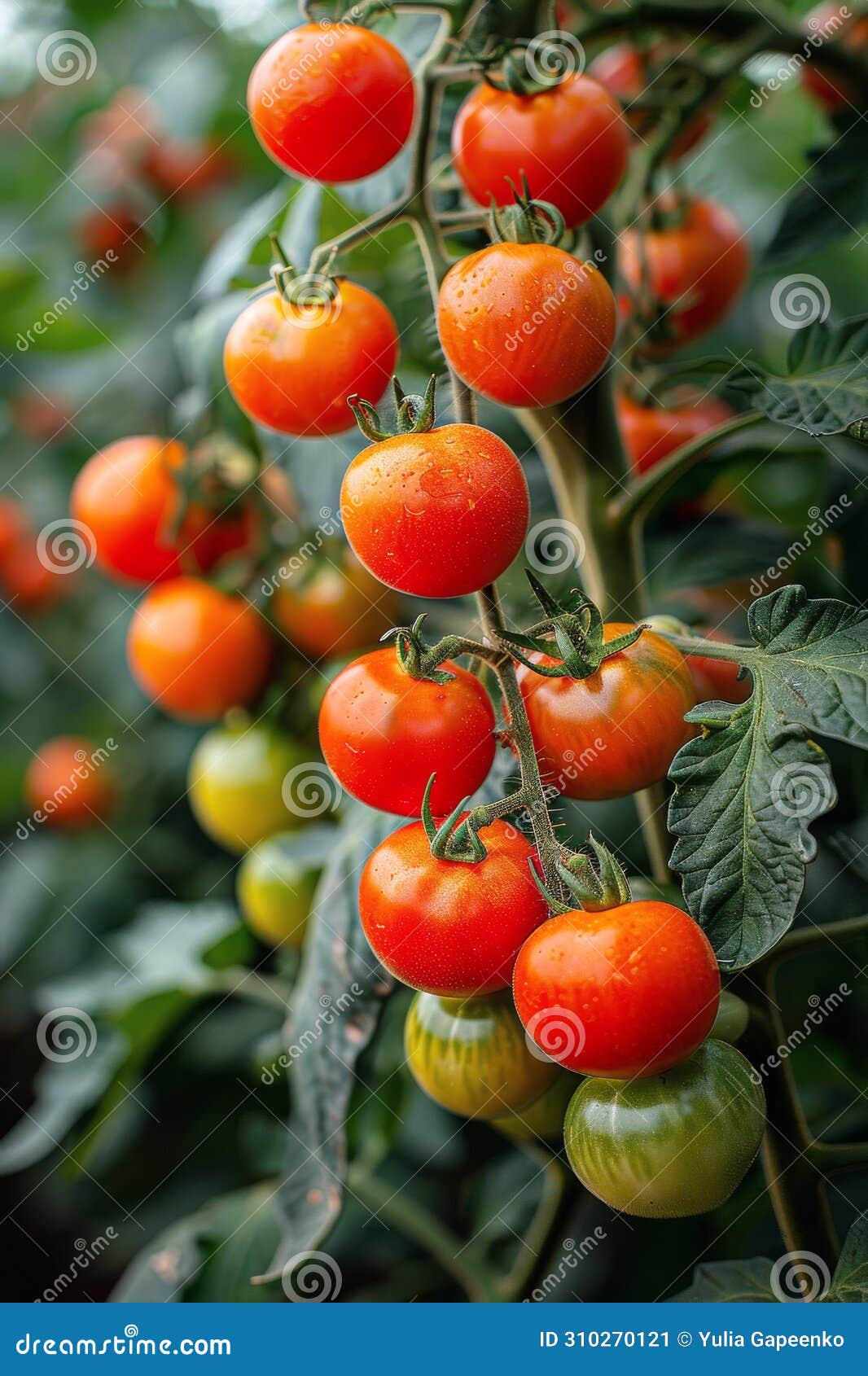 Cluster of Tomatoes Hanging from a Tree Stock Image - Image of healthy ...