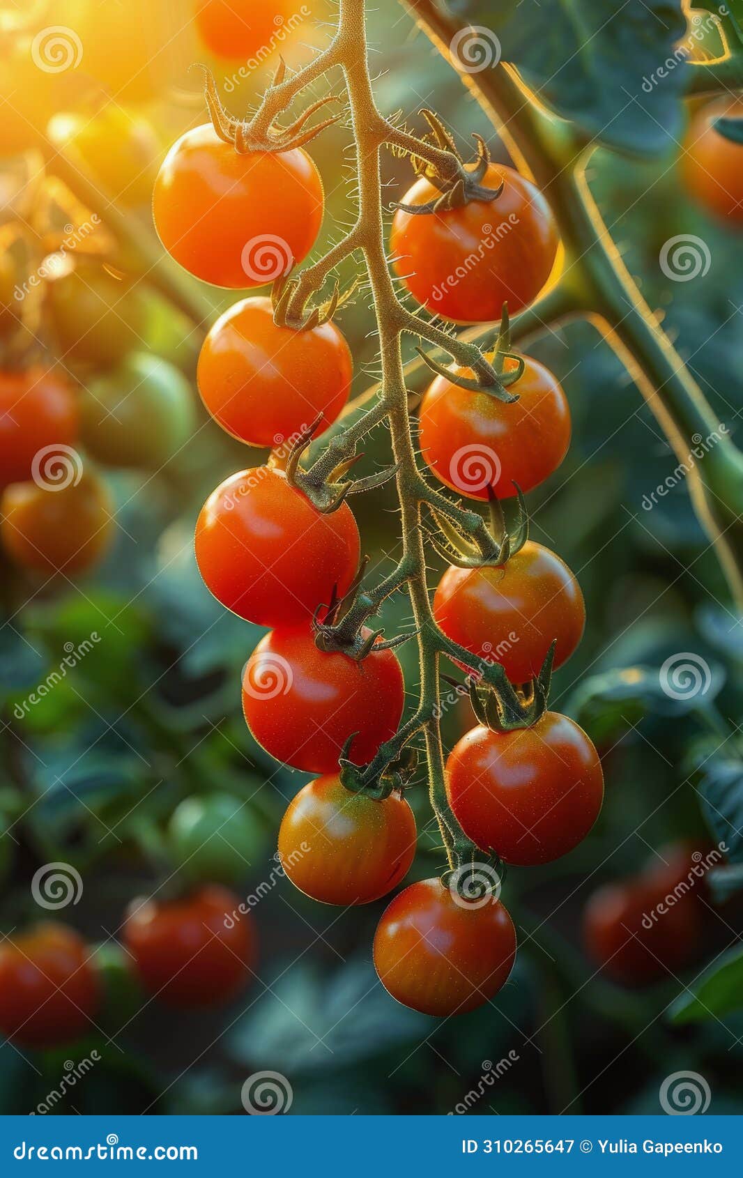 Cluster of Tomatoes Hanging from Tree Stock Image - Image of nature ...