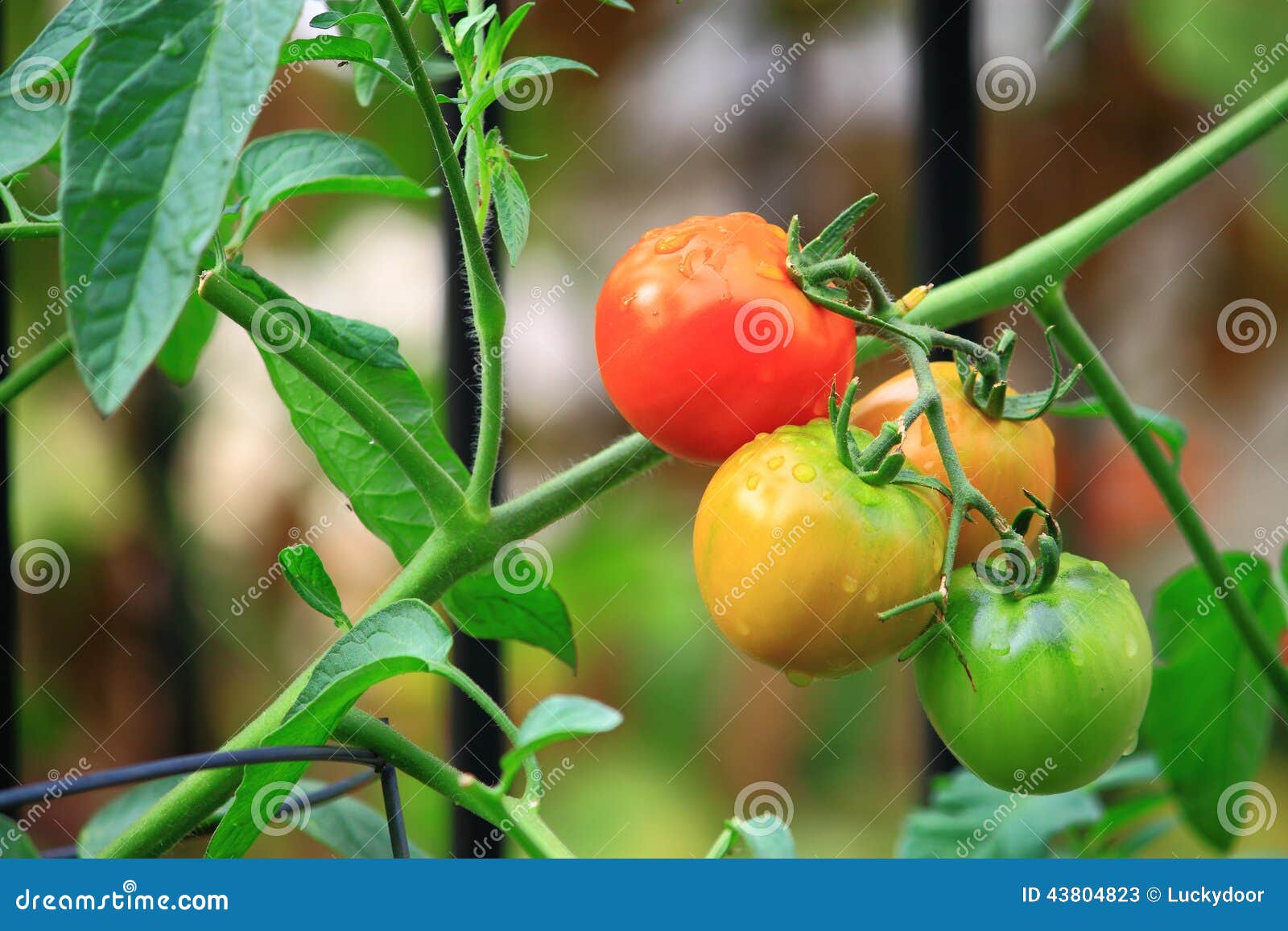Cluster Tomatoes stock image. Image of plant, water, leaves - 43804823