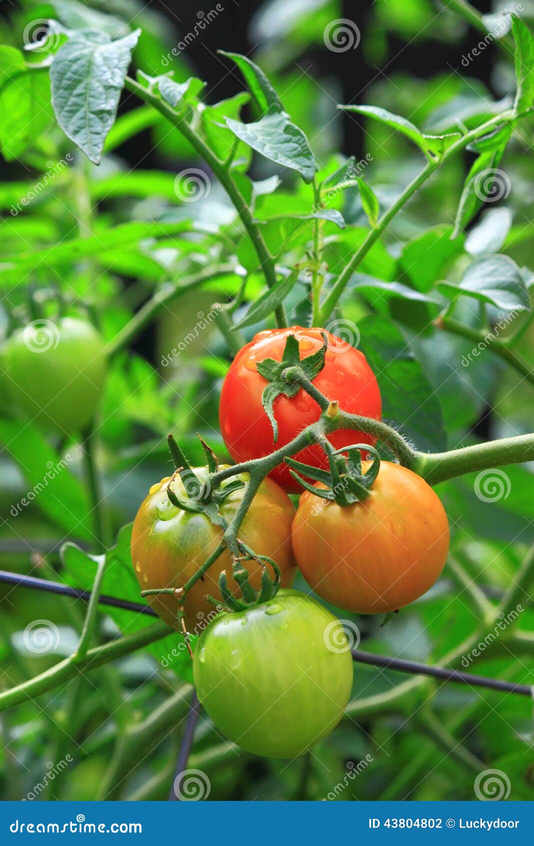 Cluster Tomatoes stock photo. Image of cluster, vegetable - 43804802
